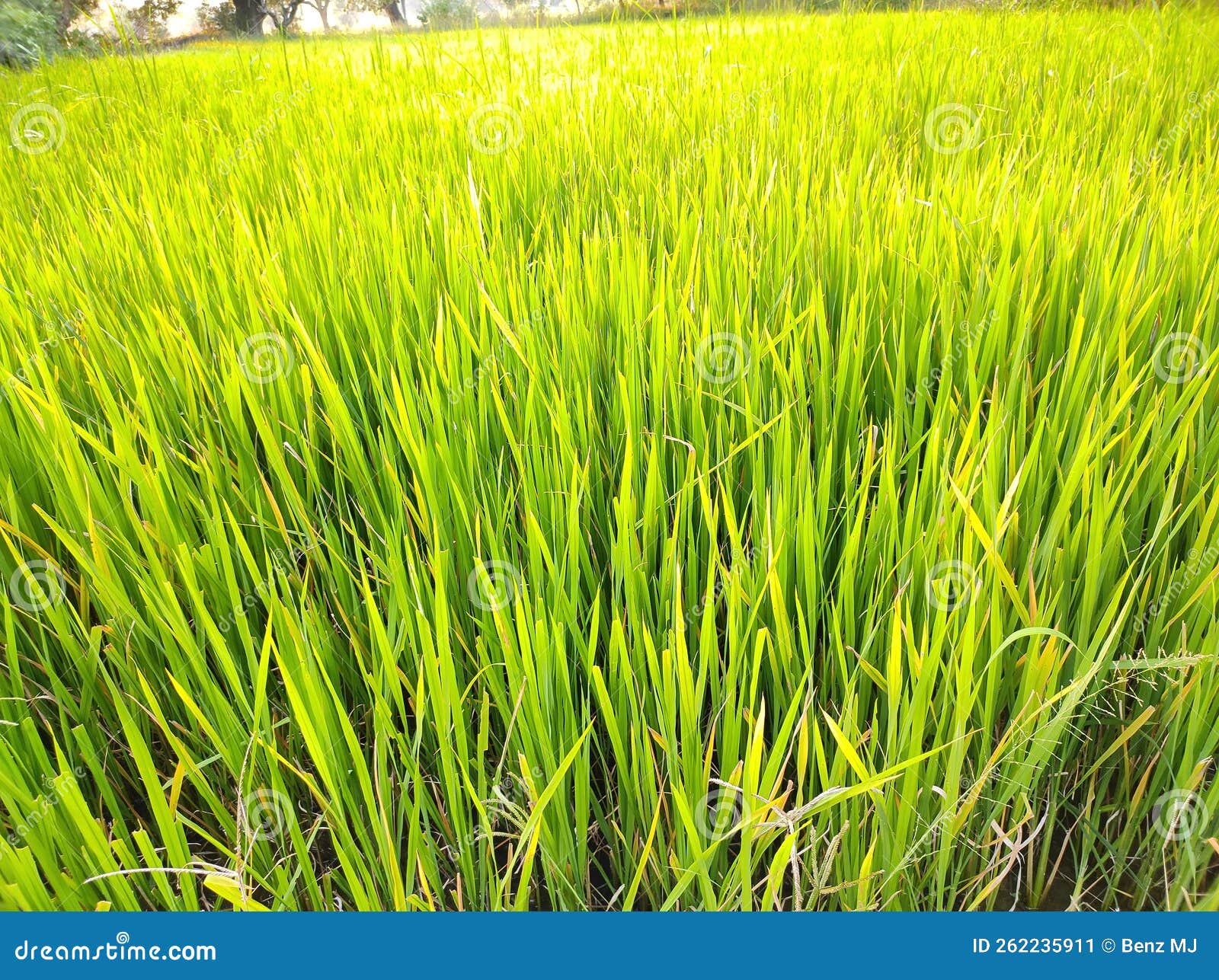 Paddy Field View in the Evening Stock Image - Image of green, prairie ...
