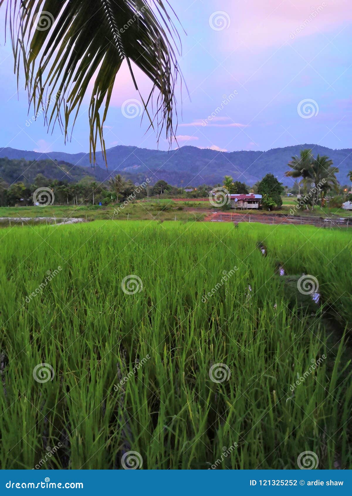 Paddy Field View from My Village Editorial Photography - Image of ...