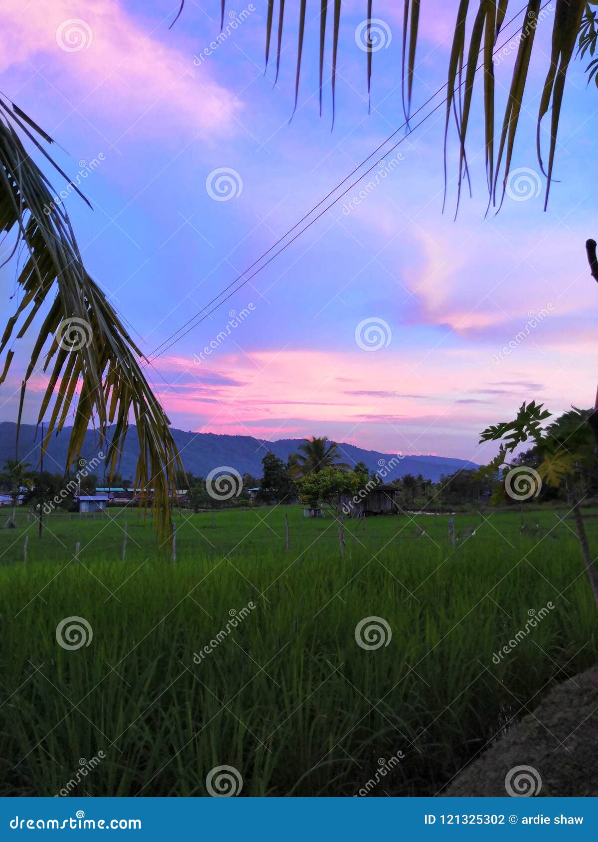 Paddy field editorial photography. Image of village - 121325302