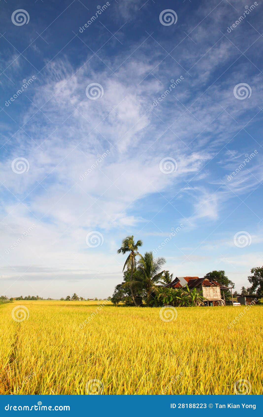Paddy field village stock image. Image of paddy, outskirt - 28188223