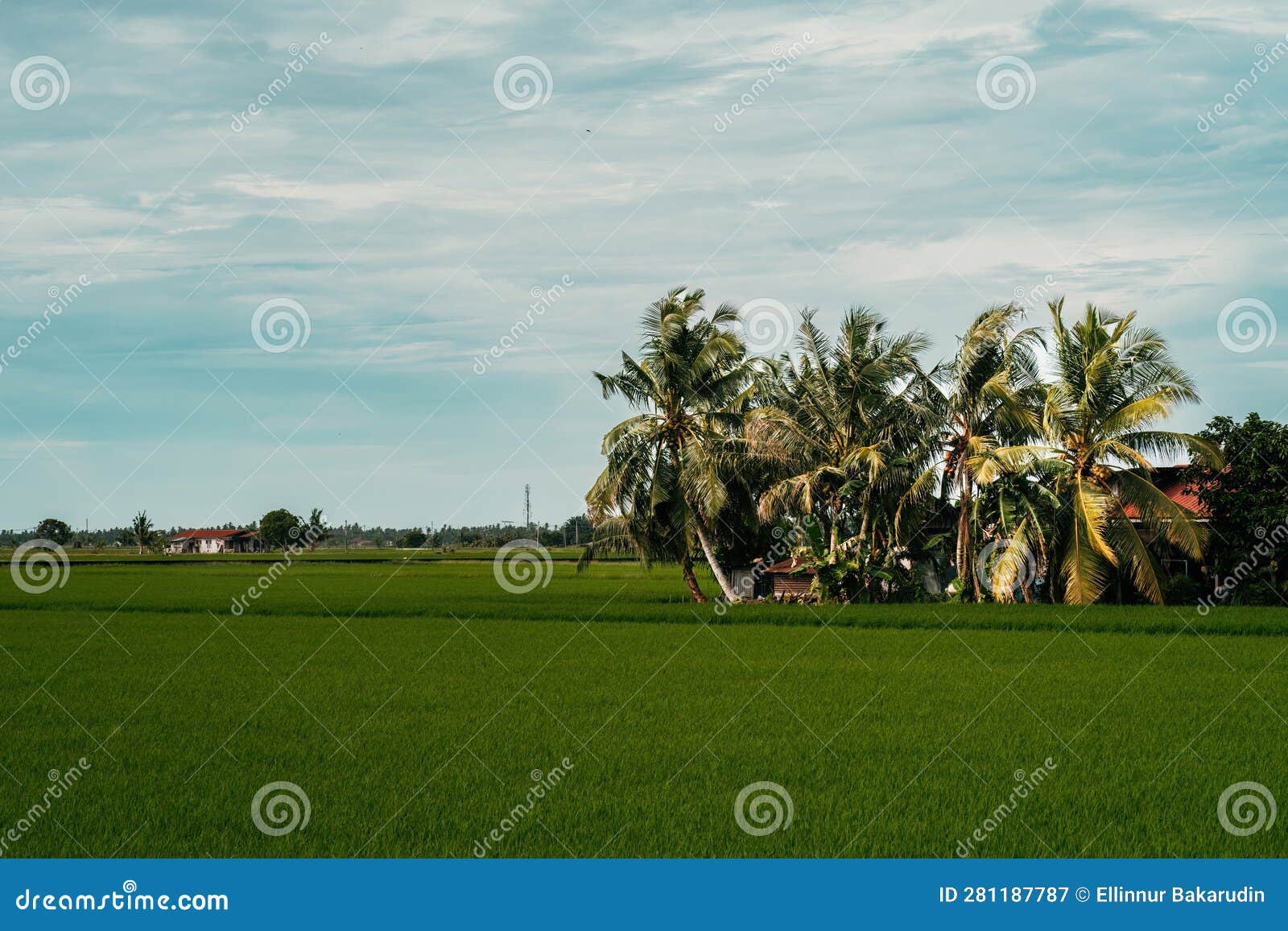 Paddy Field Village in the Morning Stock Image - Image of morning ...