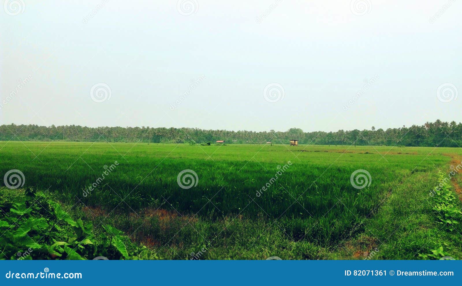 Paddy field stock image. Image of kerala, village, scenary - 82071361