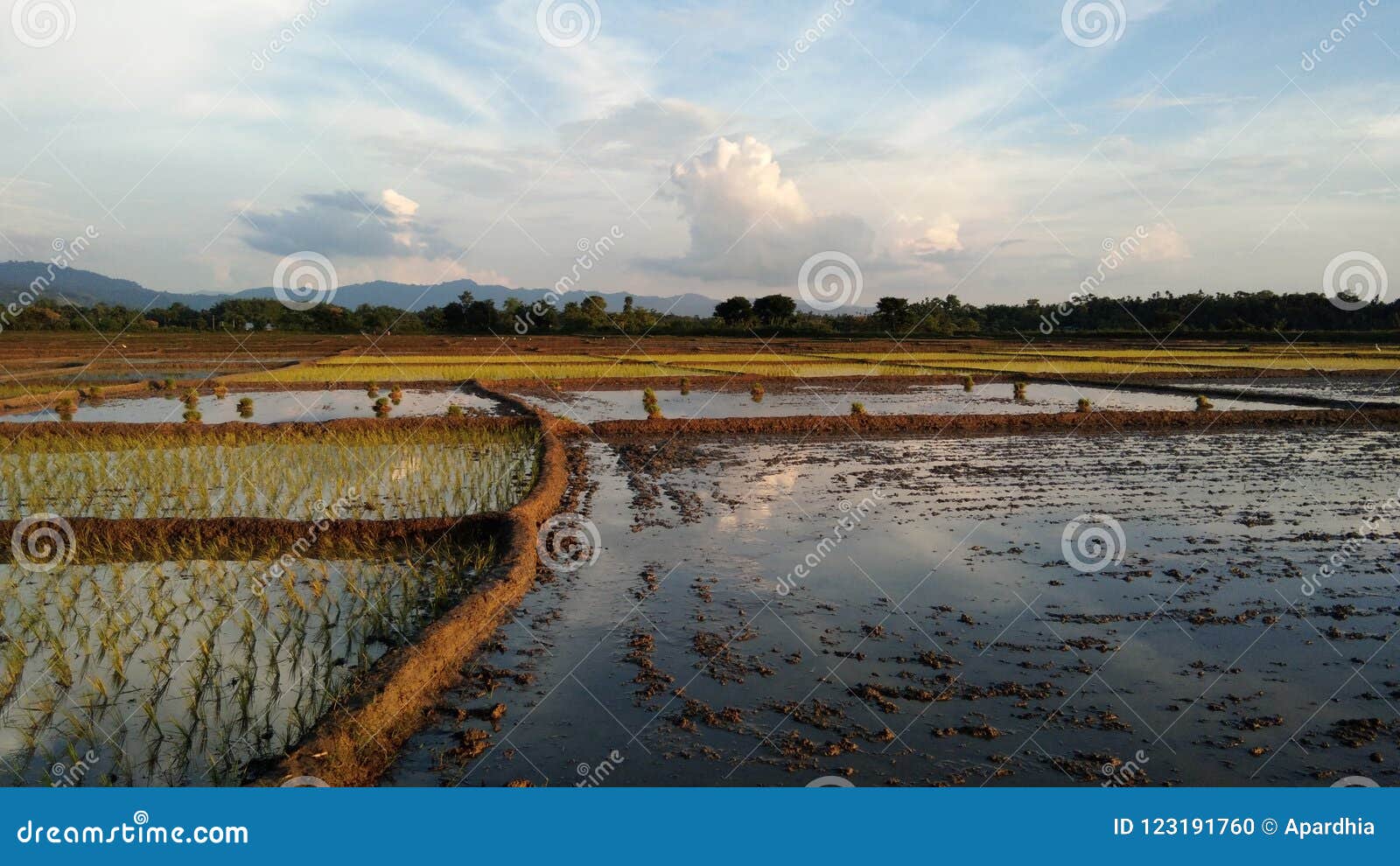 Paddy field in village. stock photo. Image of paddy - 123191760