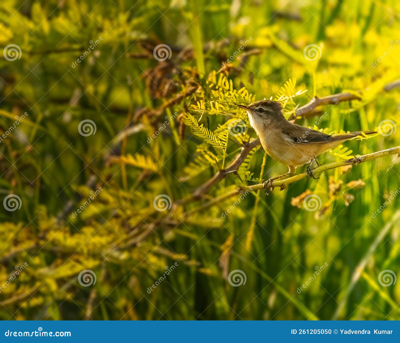 A Paddy Field Warbler on a Bush Tree Stock Photo - Image of green, wing ...