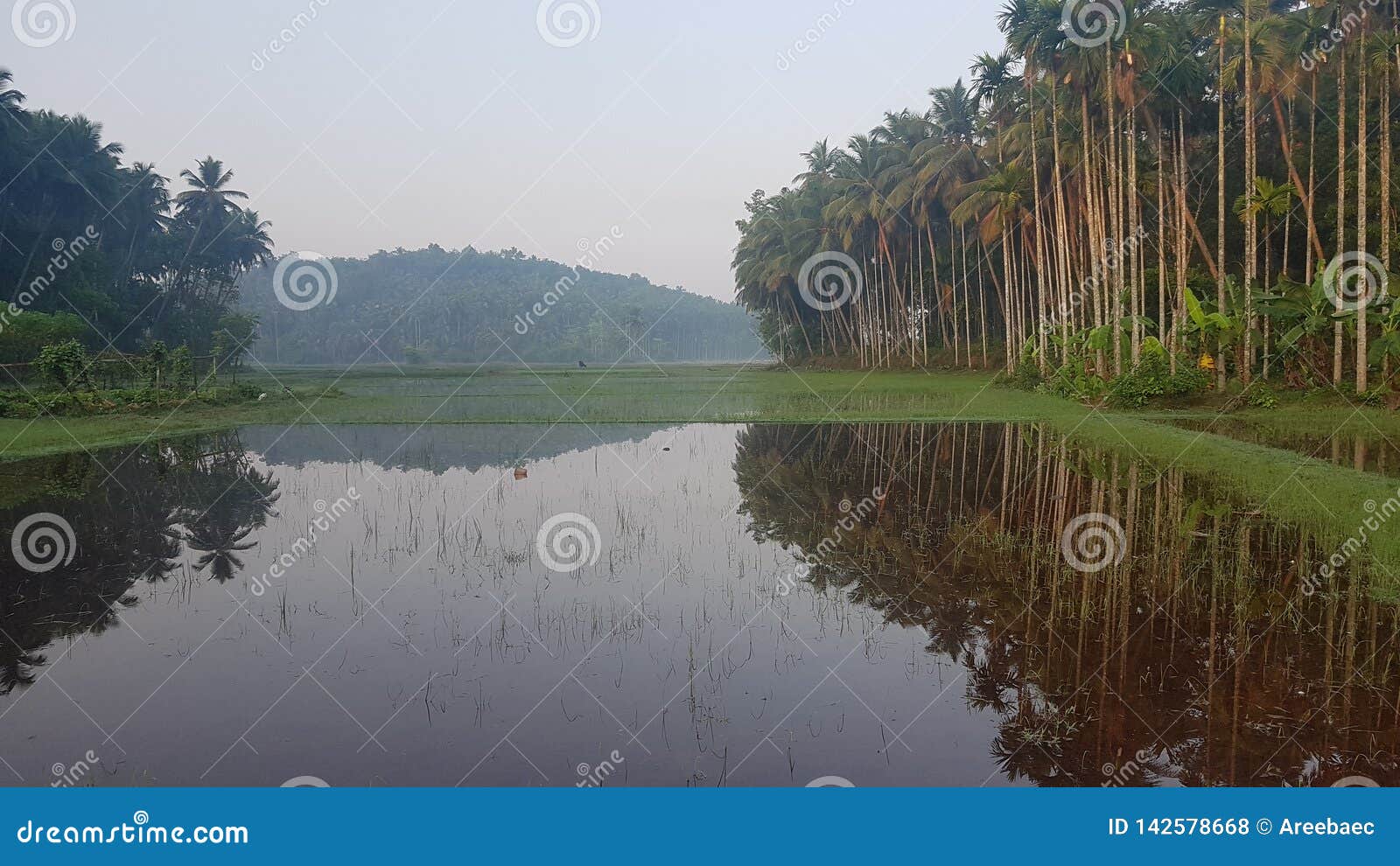 Paddy field and the water stock photo. Image of reservoir - 142578668