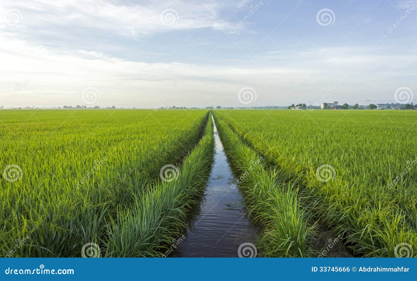 Paddy field stock photo. Image of foliage, nature, seed - 33745666