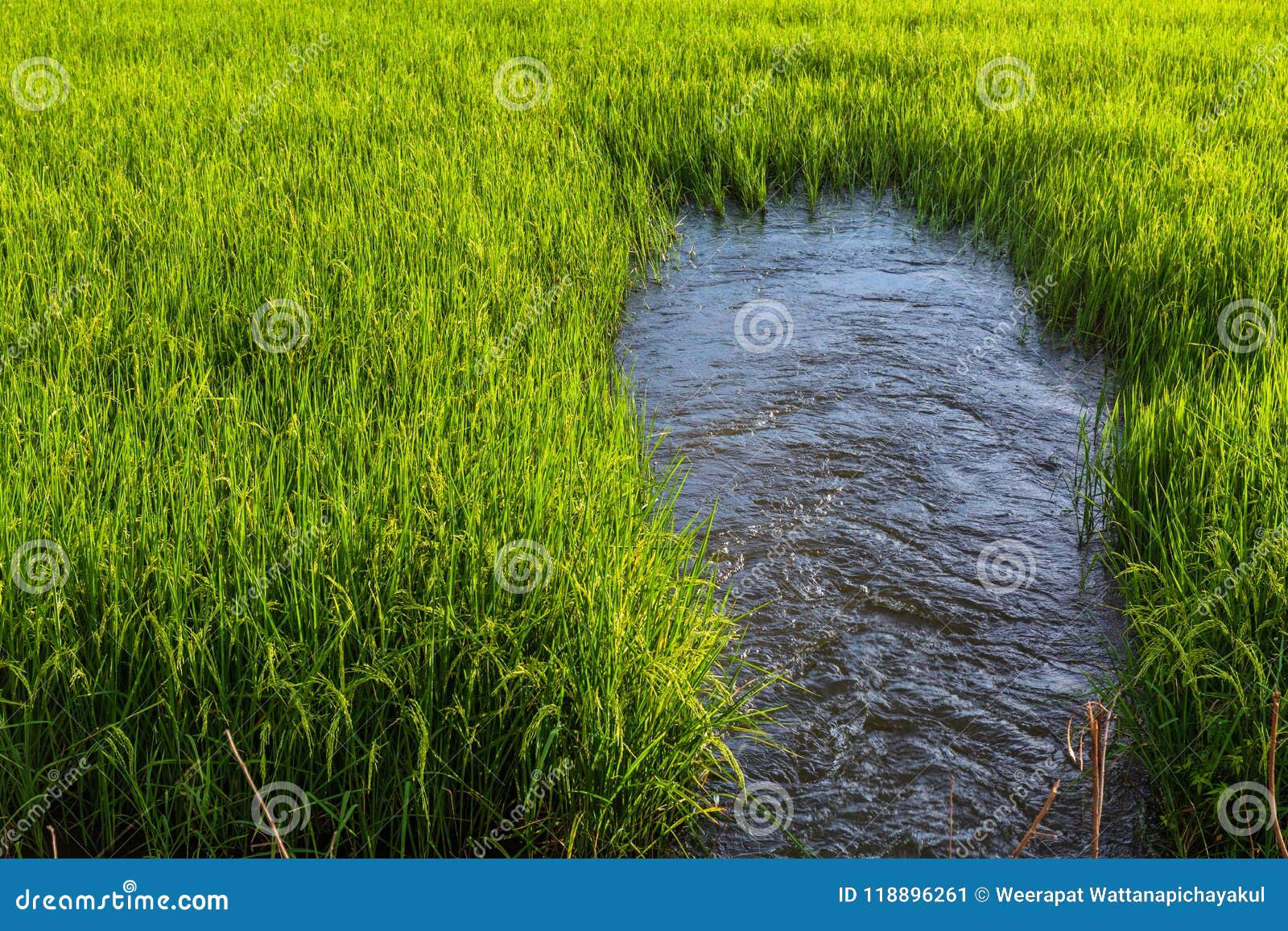 Paddy Field and Water Resource Stock Image - Image of background, grow ...