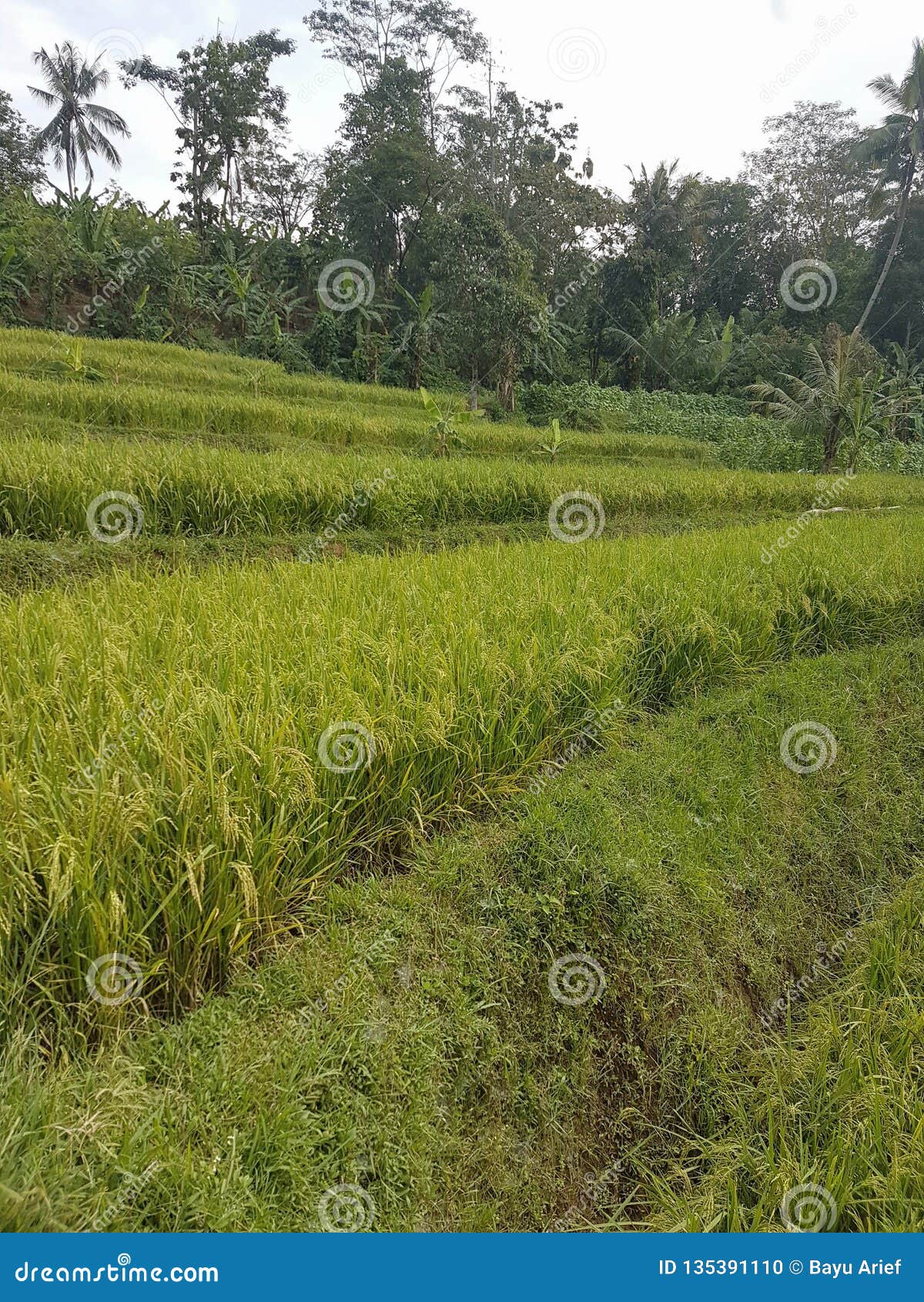Paddy field in West Java stock photo. Image of bandung - 135391110