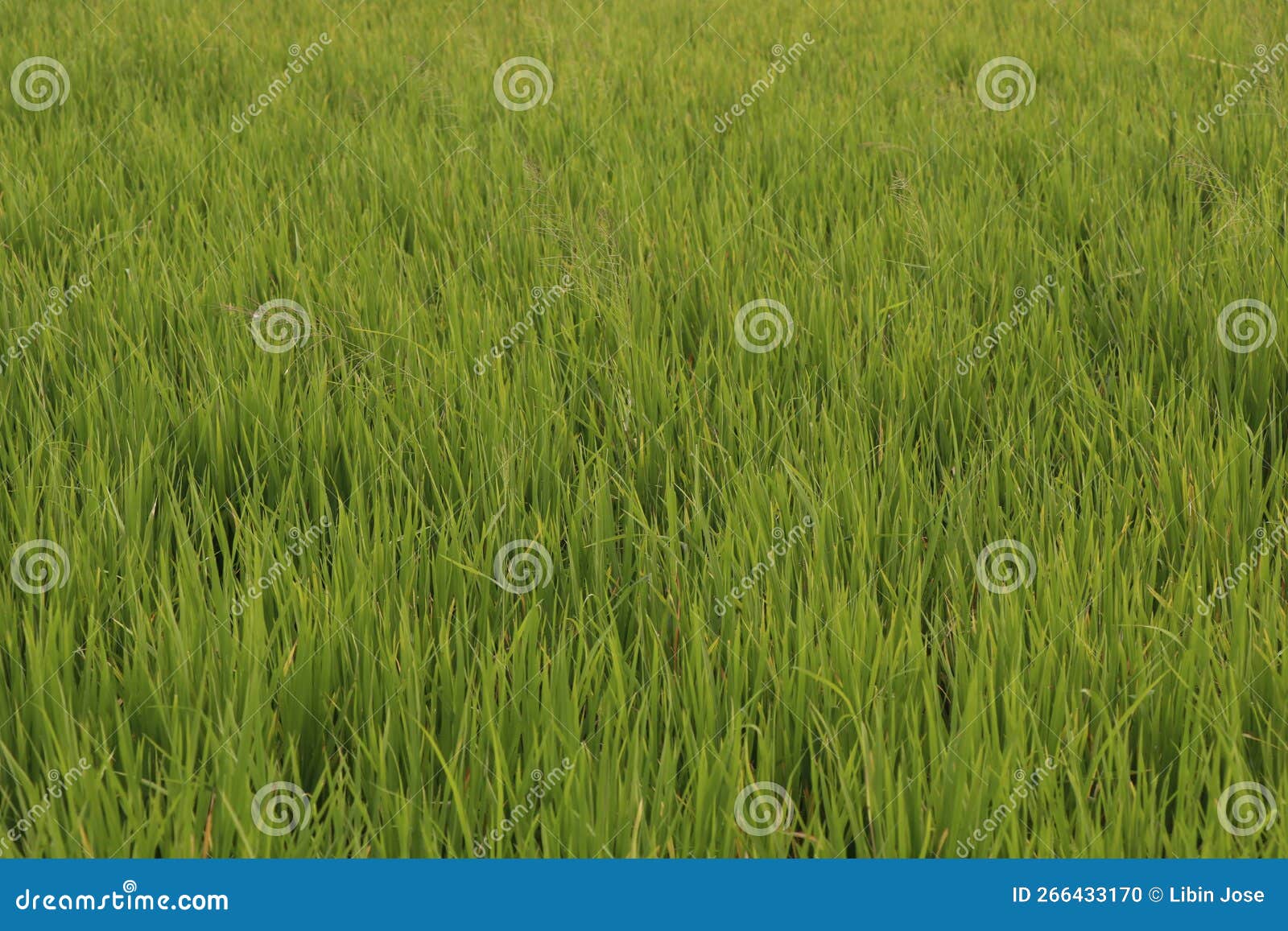 Paddy Field. Yellow Rice Paddy in Field Ready for Harvest. Paddy Rice ...