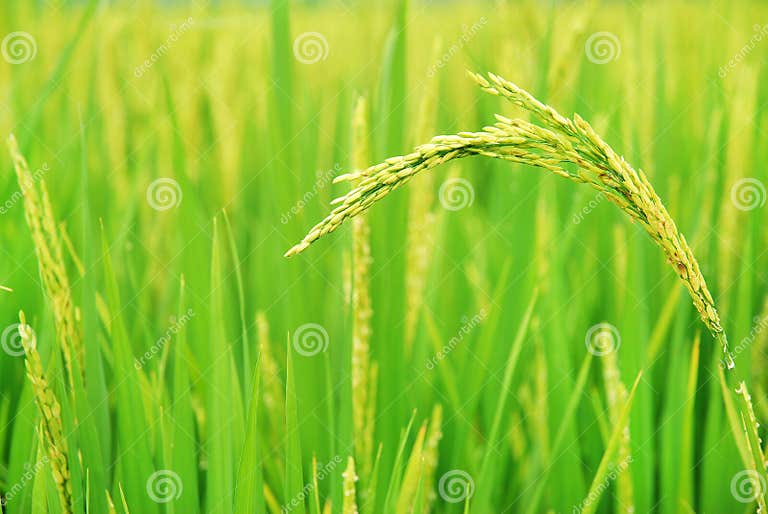 Paddy fields stock photo. Image of farms, paddy, asian - 28431816