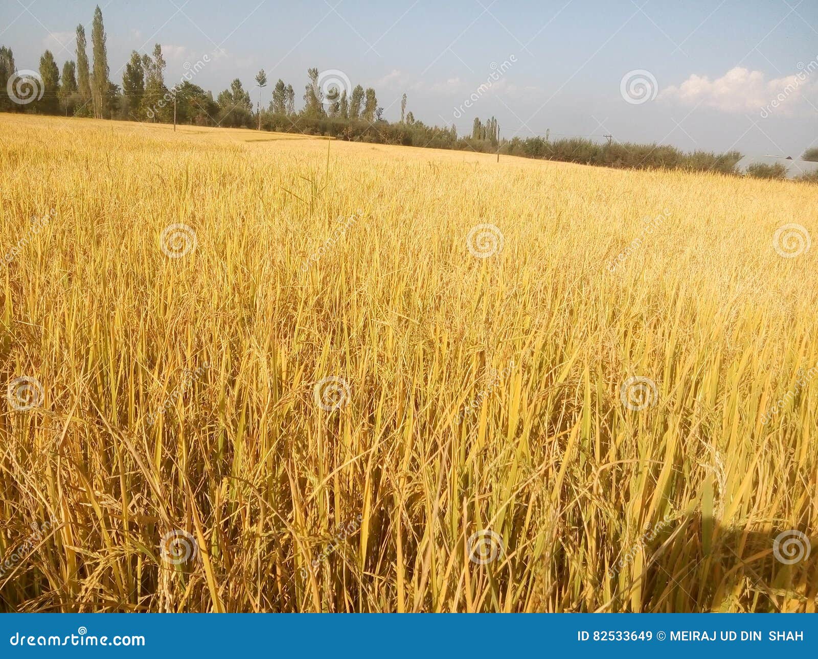 Golden paddy stock image. Image of agriculture, agricultural - 82533649