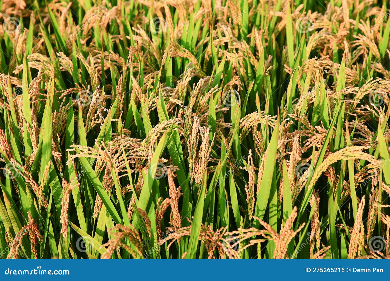 Paddy Fields of Autumn, the Harvest Scene Stock Image - Image of ...