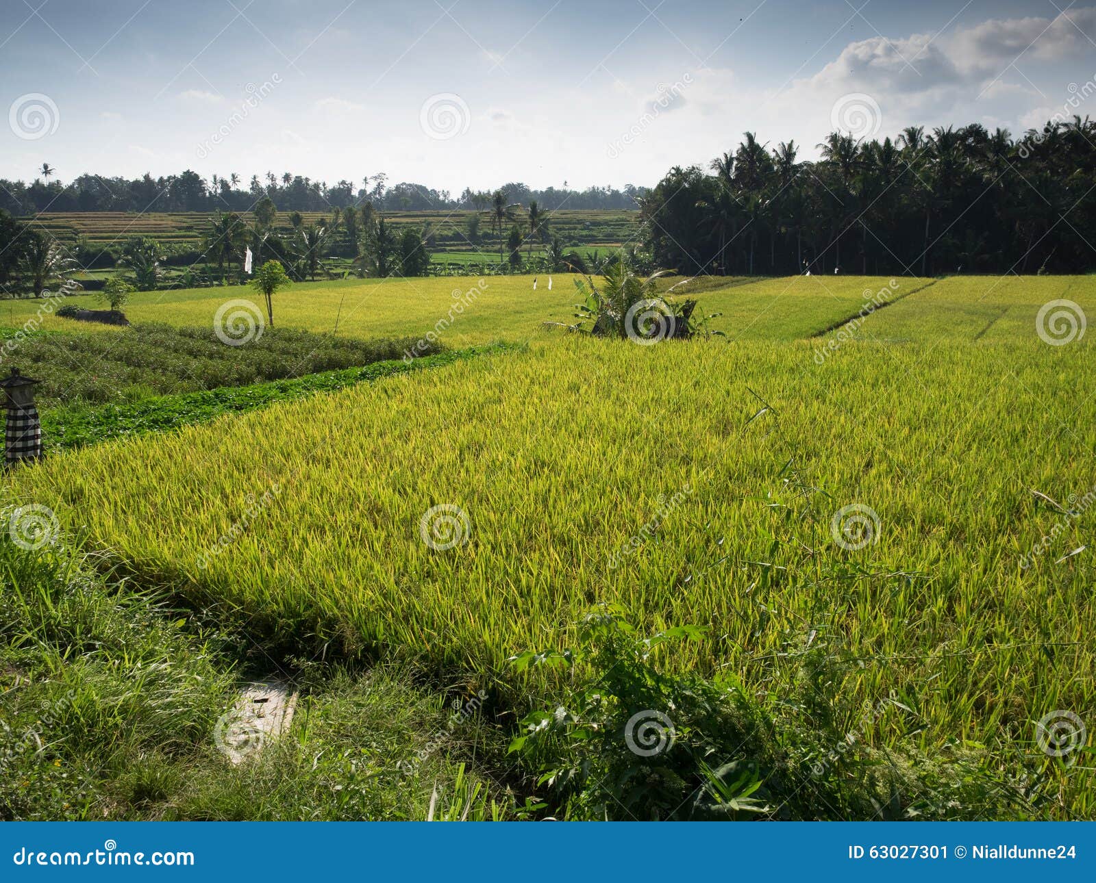 Paddy Fields, Bali, Indonesia Stock Image - Image of asia, holiday ...