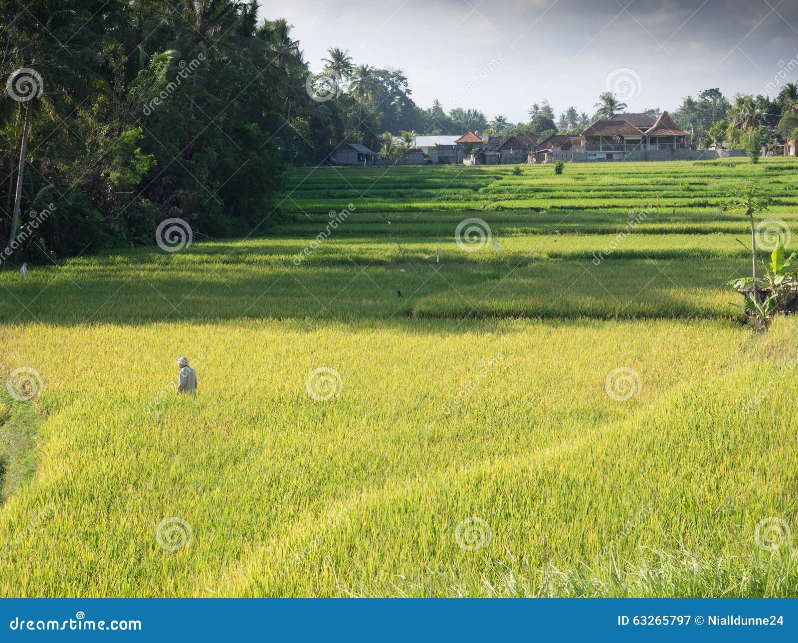 Paddy Fields, Bali, Indonesia Stock Image - Image of plant, season ...