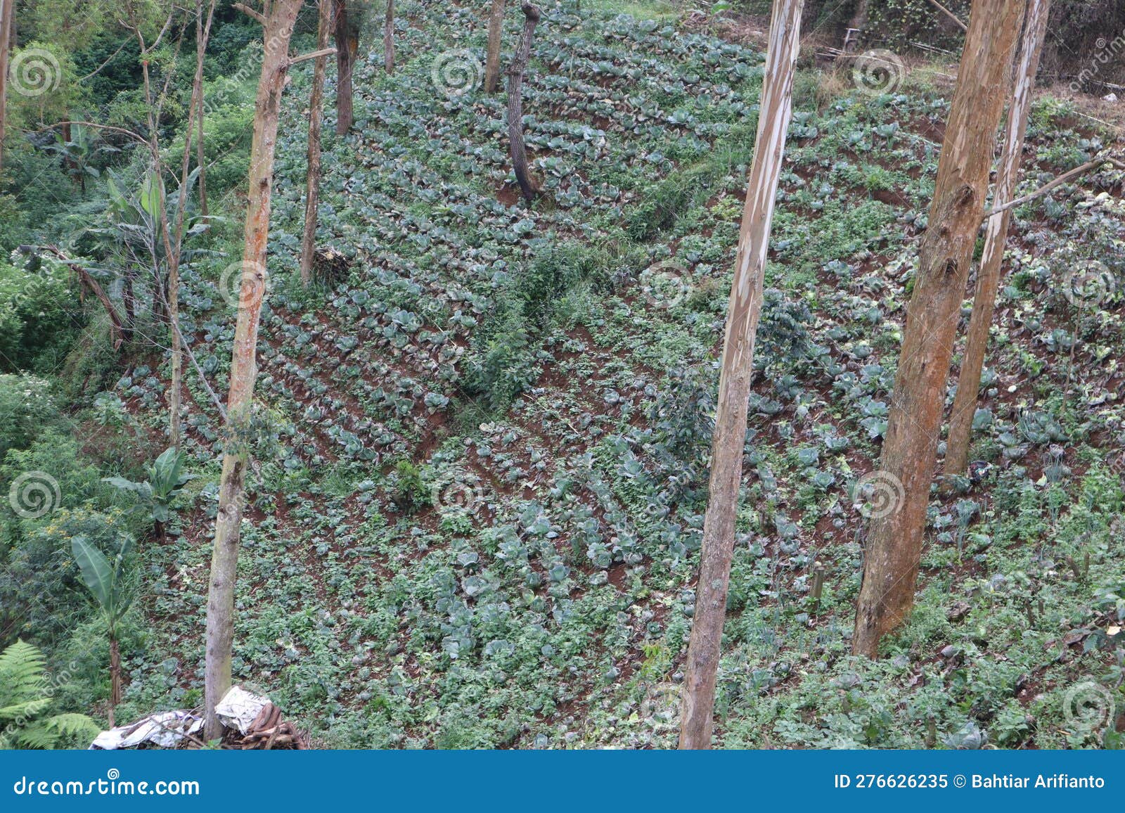 Paddy Fields in Bandung Use the Terracing Method Stock Image - Image of ...