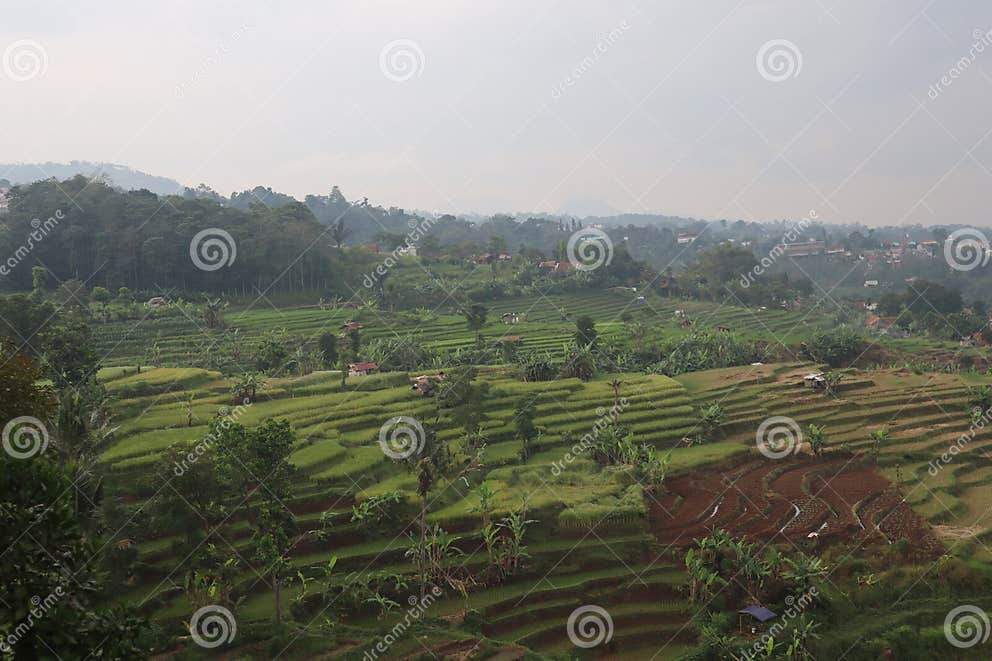 Paddy Fields in Bandung Use the Terracing Method Stock Photo - Image of ...