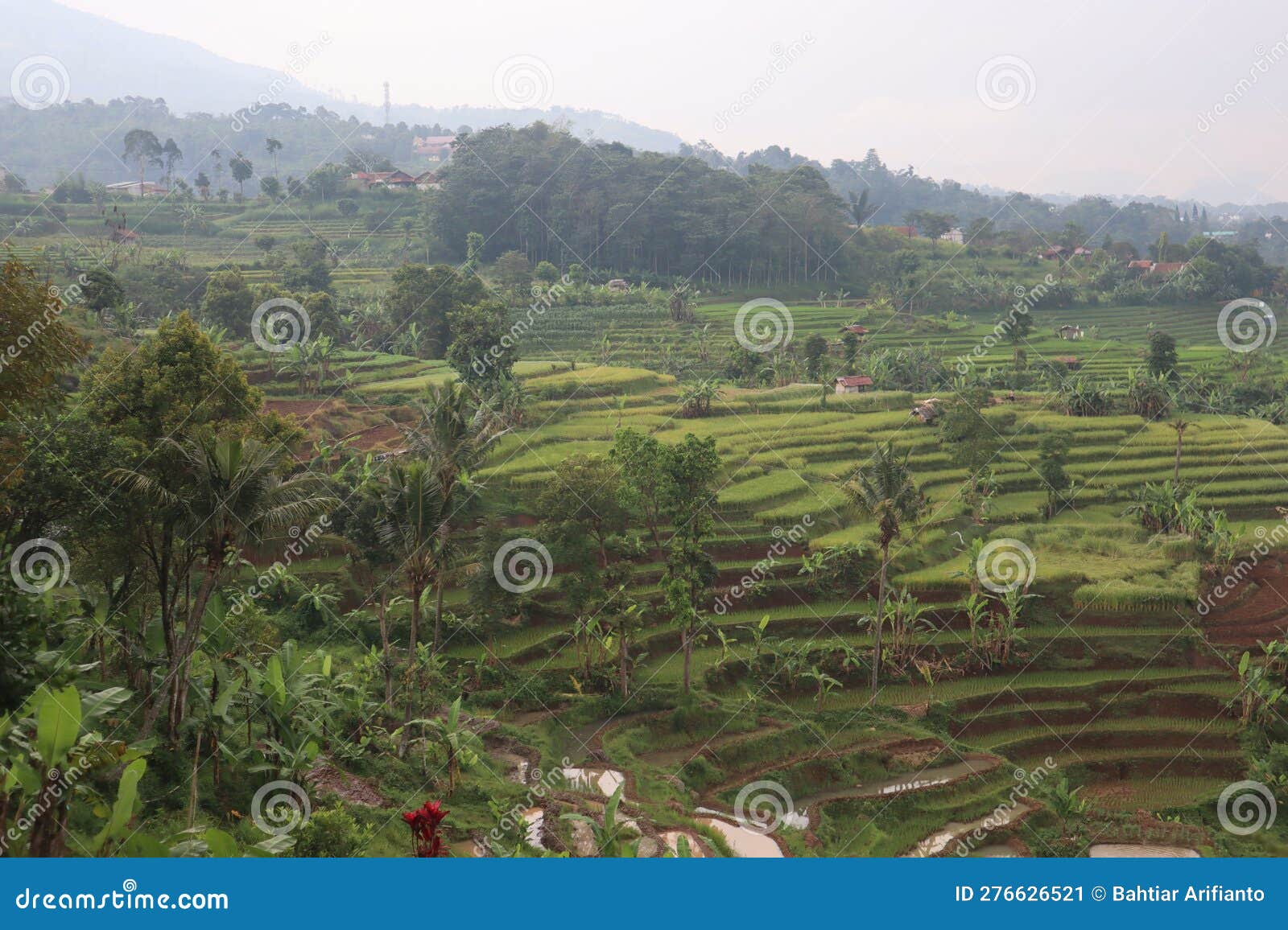 Paddy Fields in Bandung Use the Terracing Method Stock Image - Image of ...