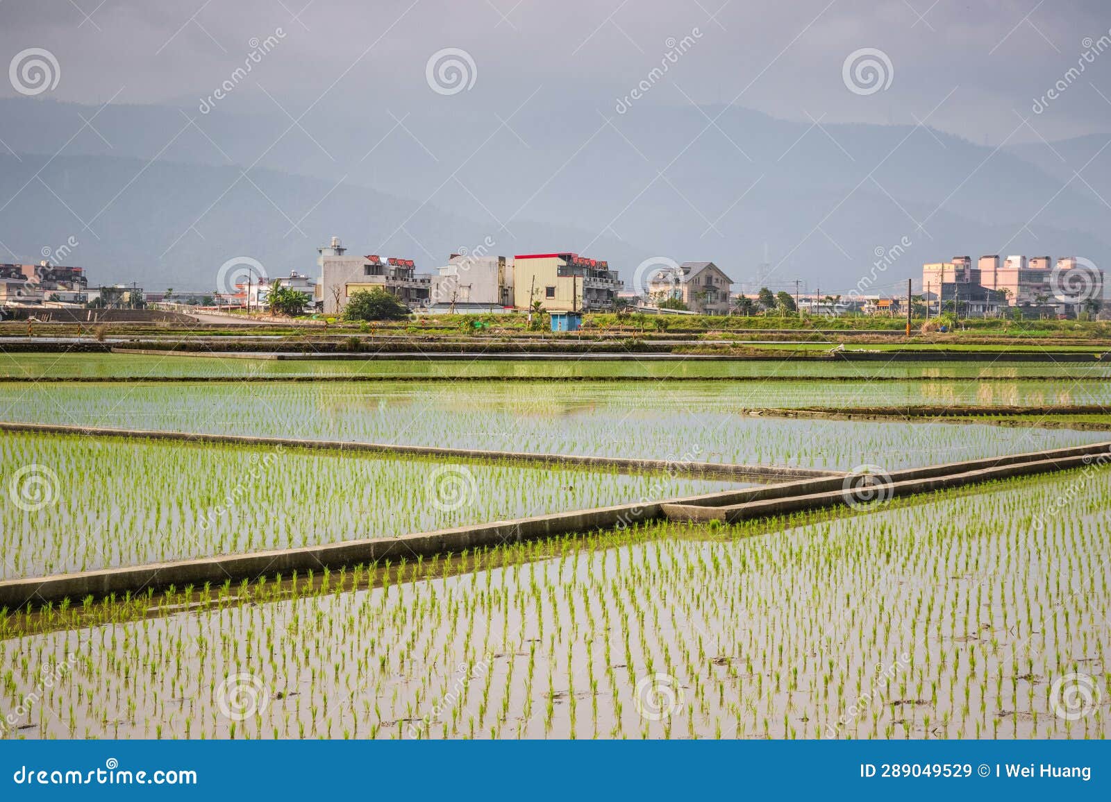 Paddy Fields with Buildings and Xueshan Range in the Background in ...
