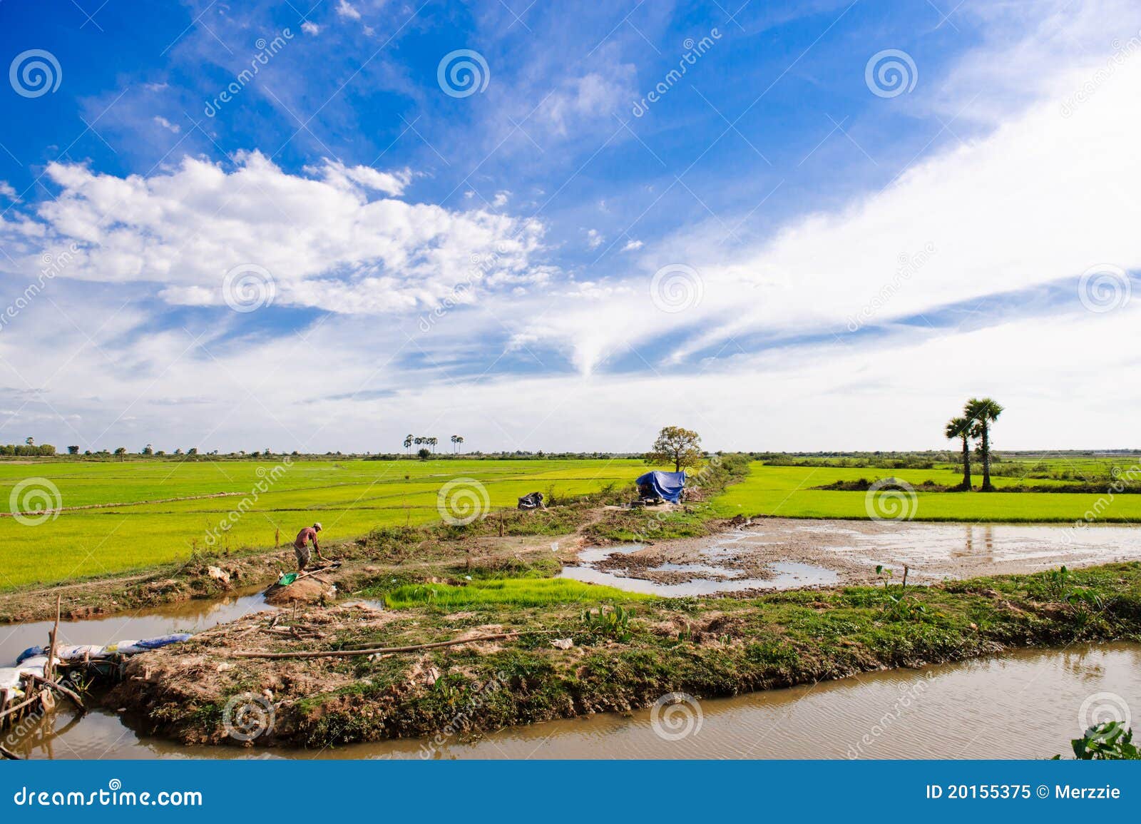 Paddy Fields in Cambodia stock image. Image of irrigation - 20155375