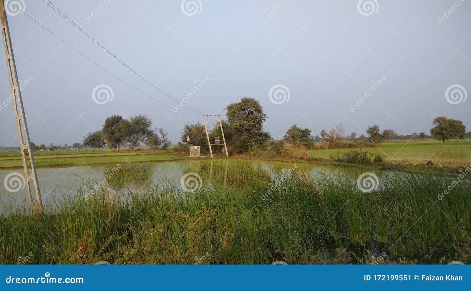 Paddy Fields and Electric Line Passing through Stock Image - Image of ...