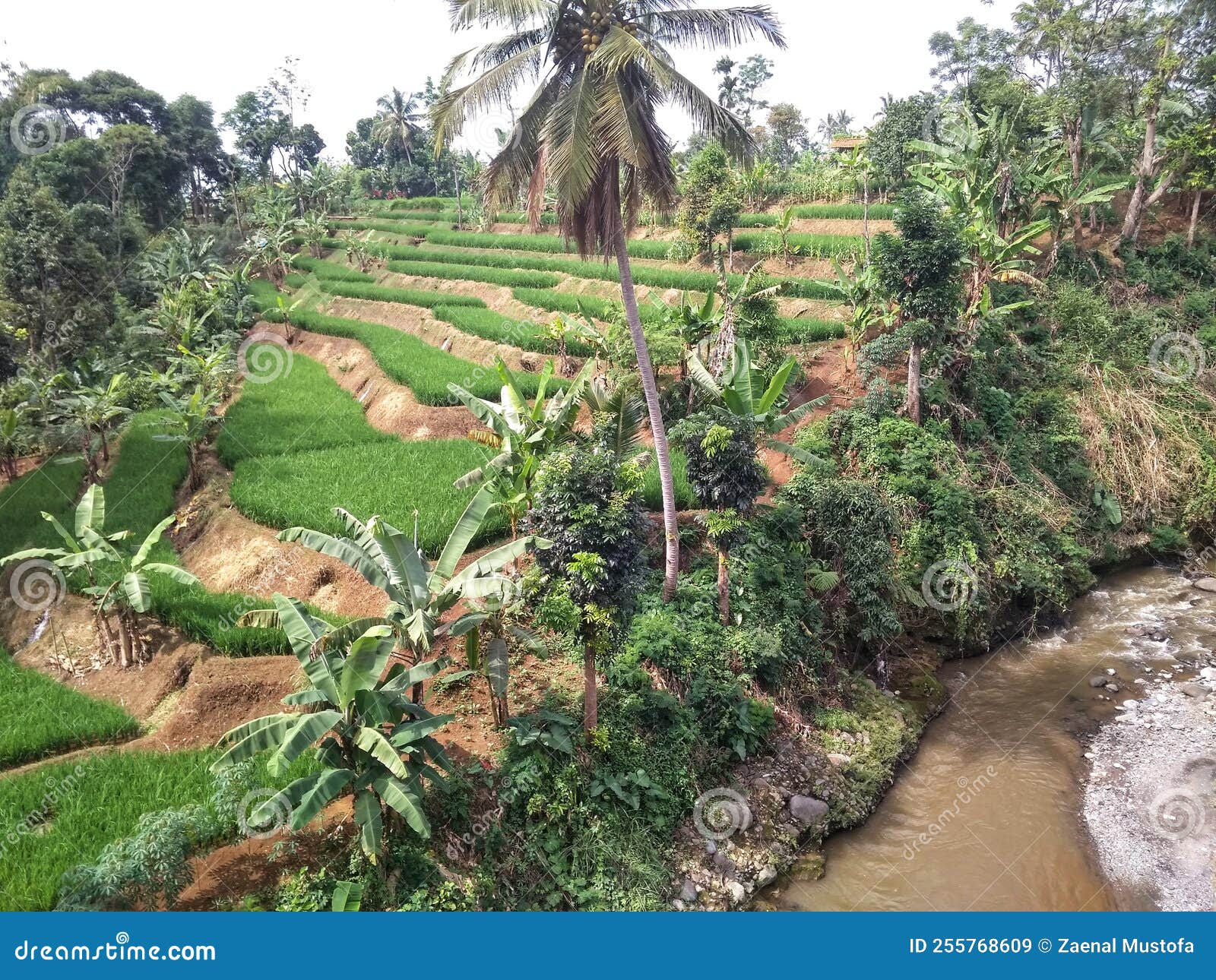 Paddy Fields at the Foot of the Mountain with a Terraced System with a ...