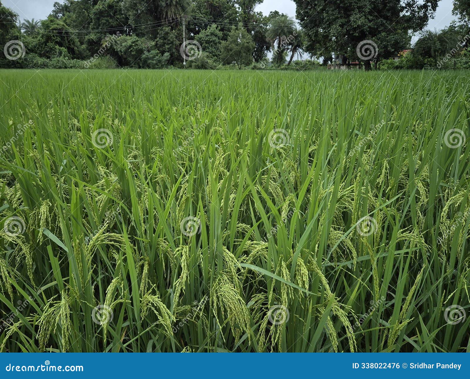 Paddy fields stock photo. Image of paddy, beauty, agriculture - 338022476