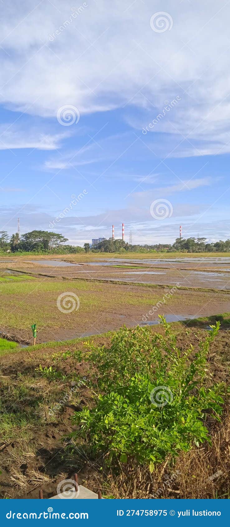 Paddy Fields for Growing Rice Stock Image - Image of shore, river ...