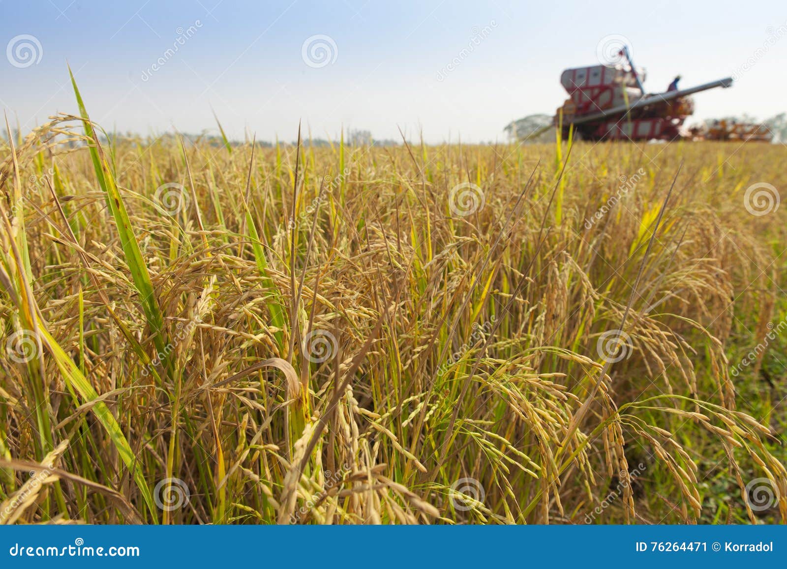 Paddy Fields and Harvesting Machine in Countryside. Stock Image - Image ...