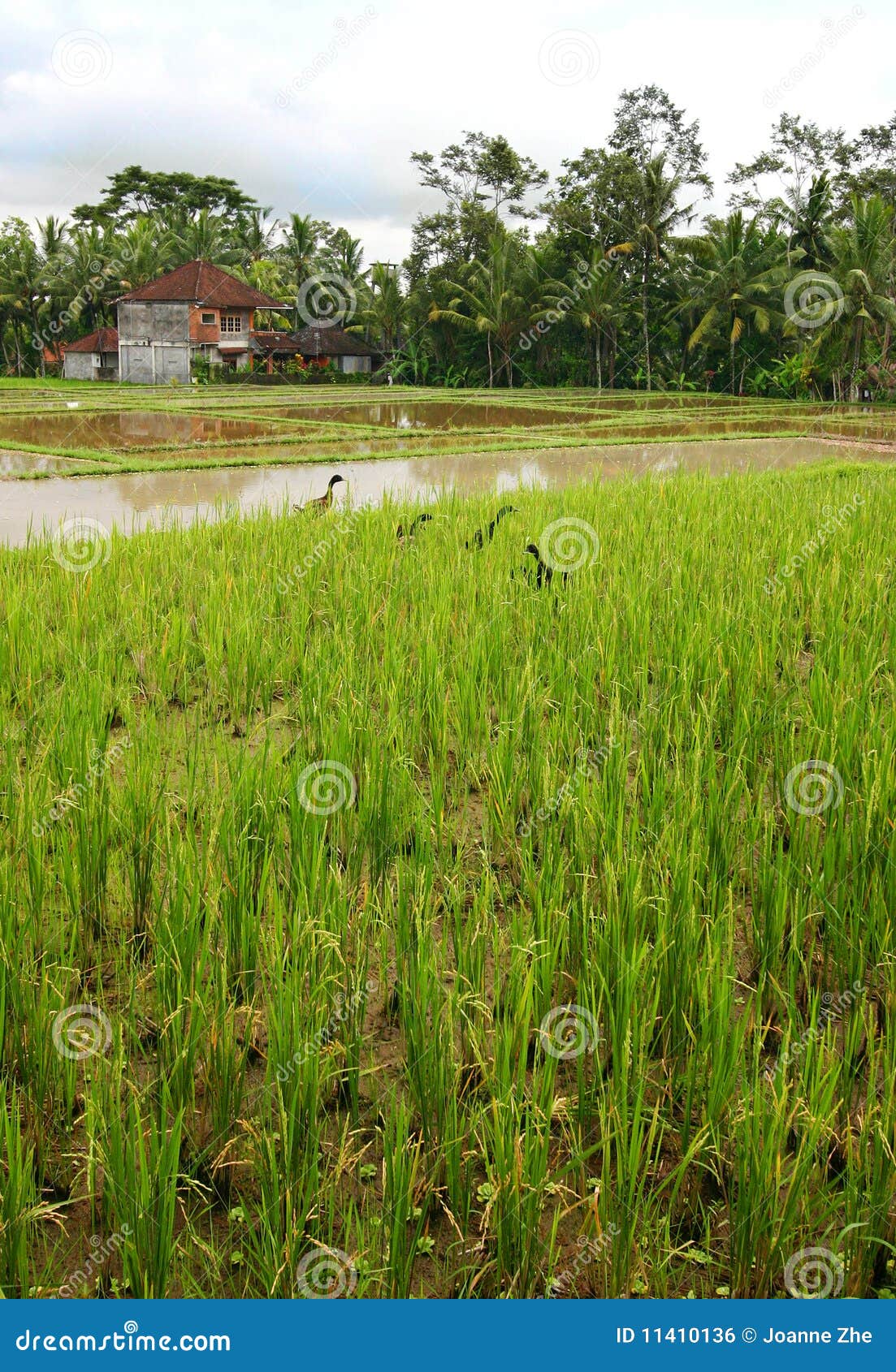 Paddy fields and house stock photo. Image of green, plants - 11410136