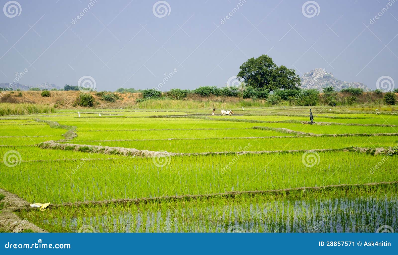 Paddy fields in India stock image. Image of manual, farms - 28857571
