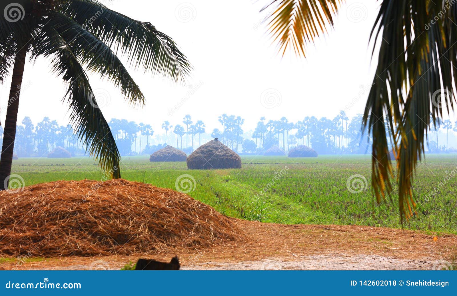Paddy fields in India stock photo. Image of eastern - 142602018