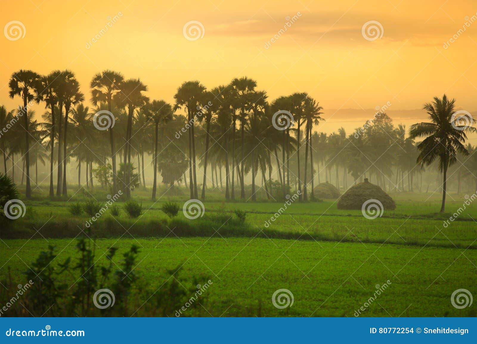 Paddy Fields Landscape in Andhra Pradesh Stock Photo - Image of scenic ...