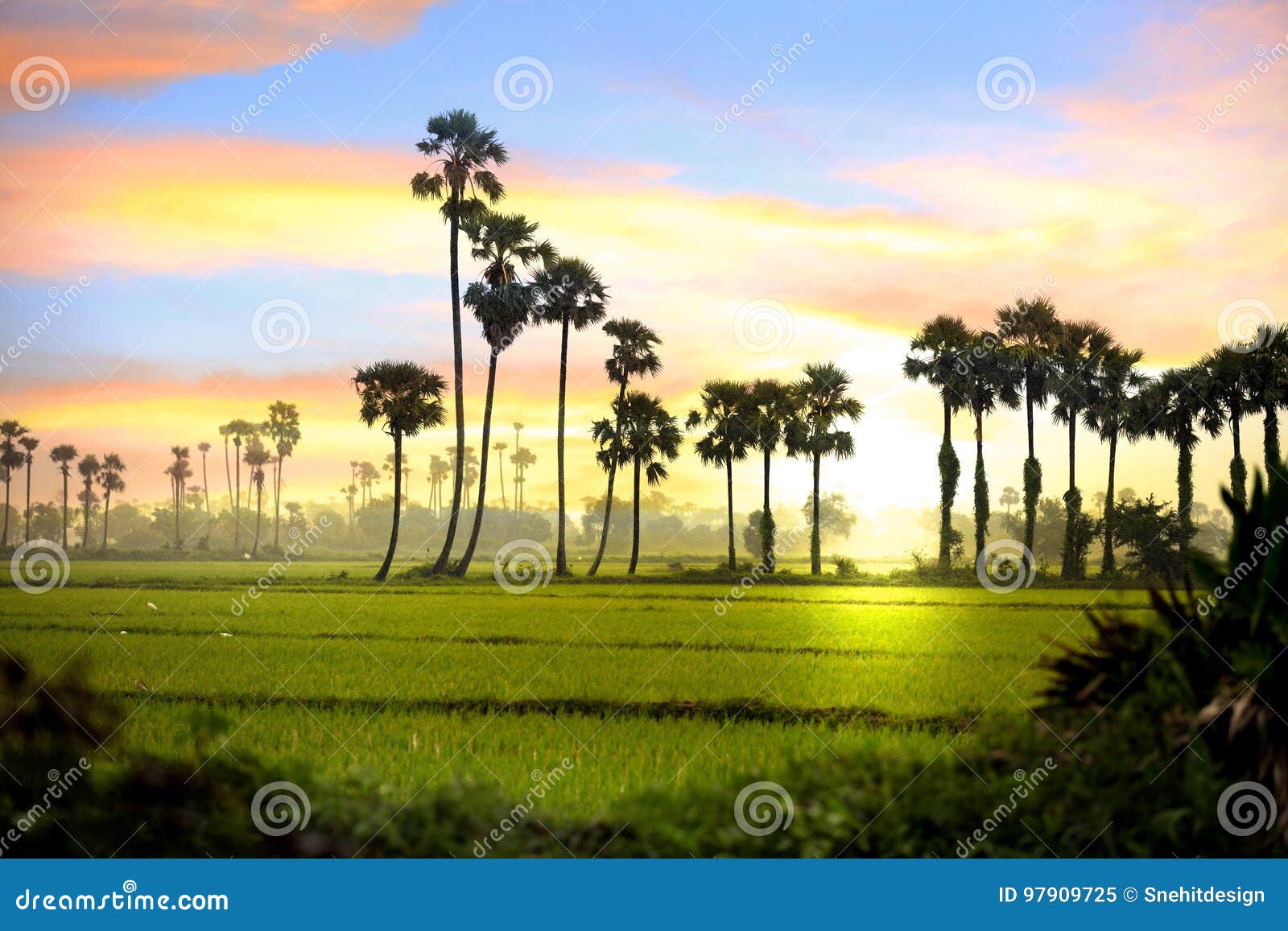 Paddy fields landscape stock image. Image of paddy, clouds - 97909725