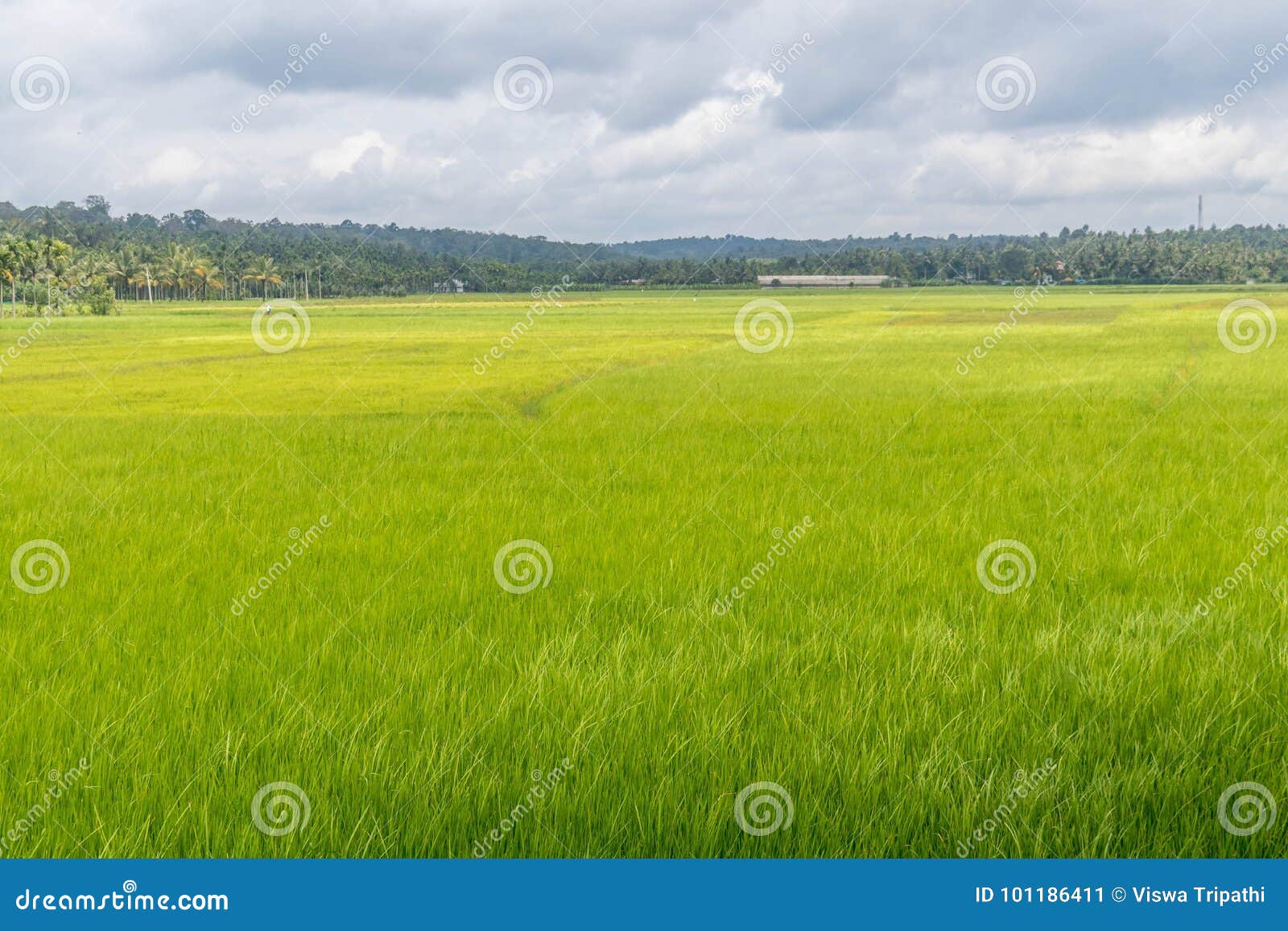 Paddy Fields with Lush Green Background Stock Image - Image of lush ...