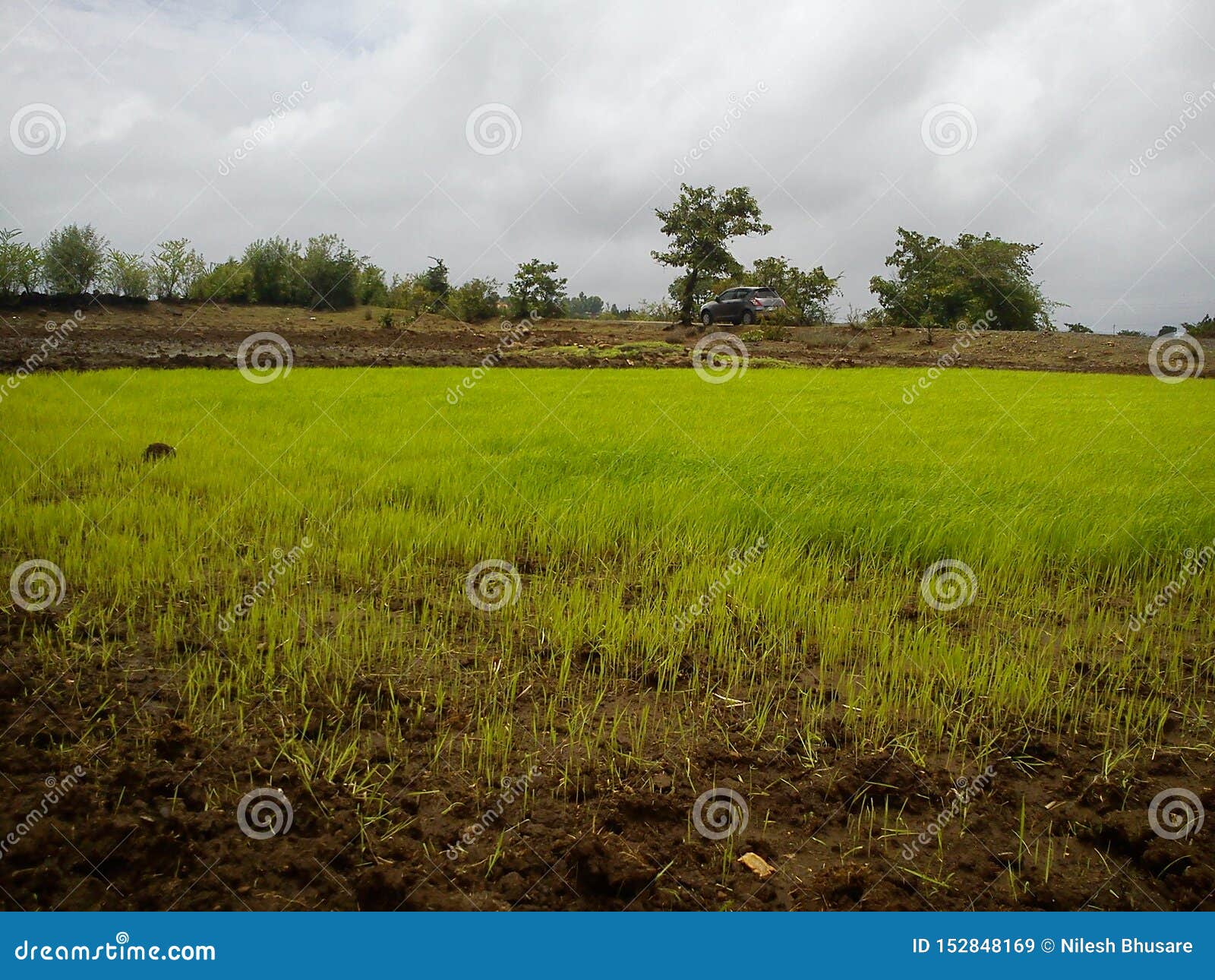Rice/Paddy fields stock image. Image of season, water - 152848169