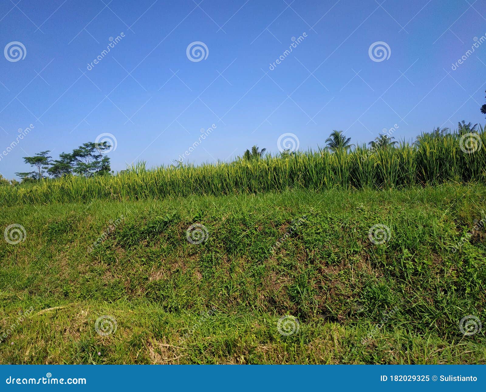 Paddy Fields in the Most Beautiful Mountain Villages in Indonesia Stock ...