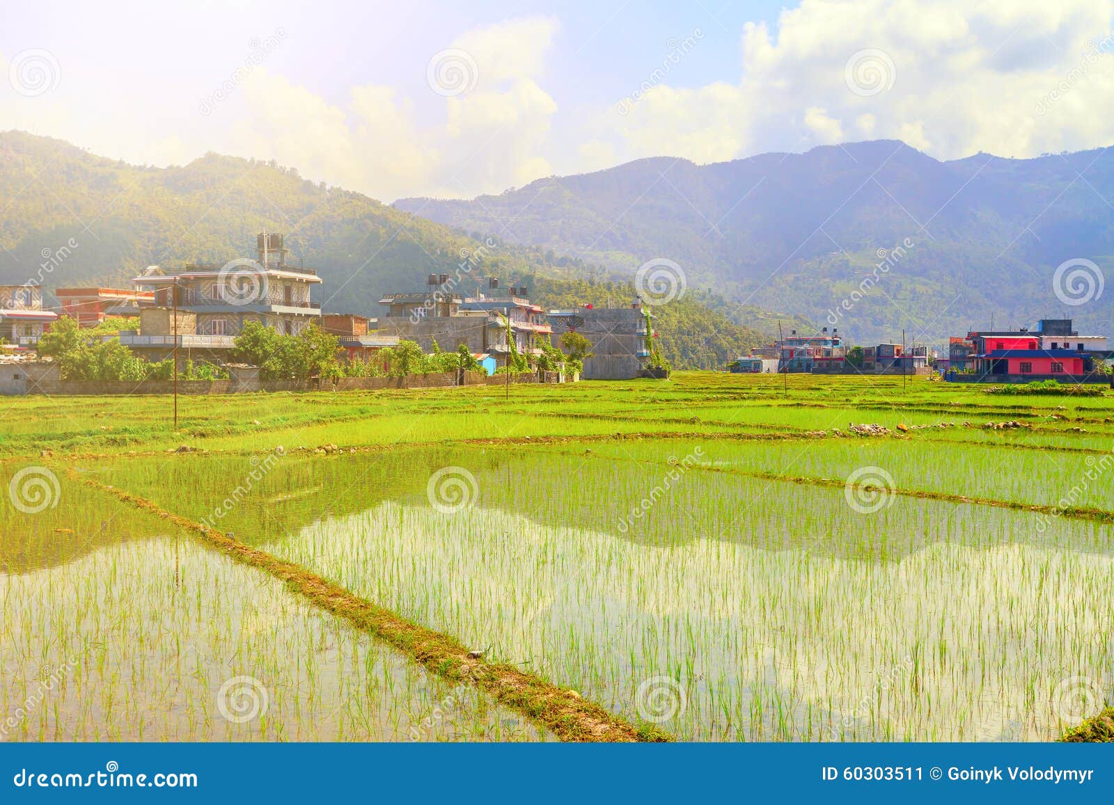 Paddy fields in Nepal stock image. Image of fields, food - 60303511