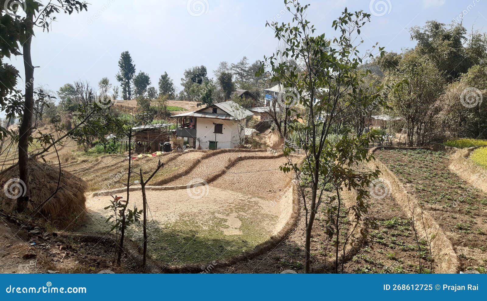 Paddy Fields Nepali Village House Stock Image - Image of farm, ruins ...