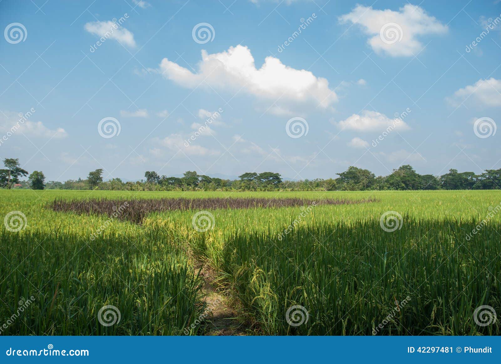 Paddy fields. stock image. Image of green, meadow, grow - 42297481
