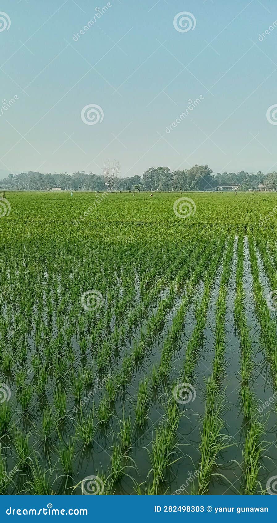 Paddy Fields in Southern Indonesia, East Java Stock Image - Image of ...
