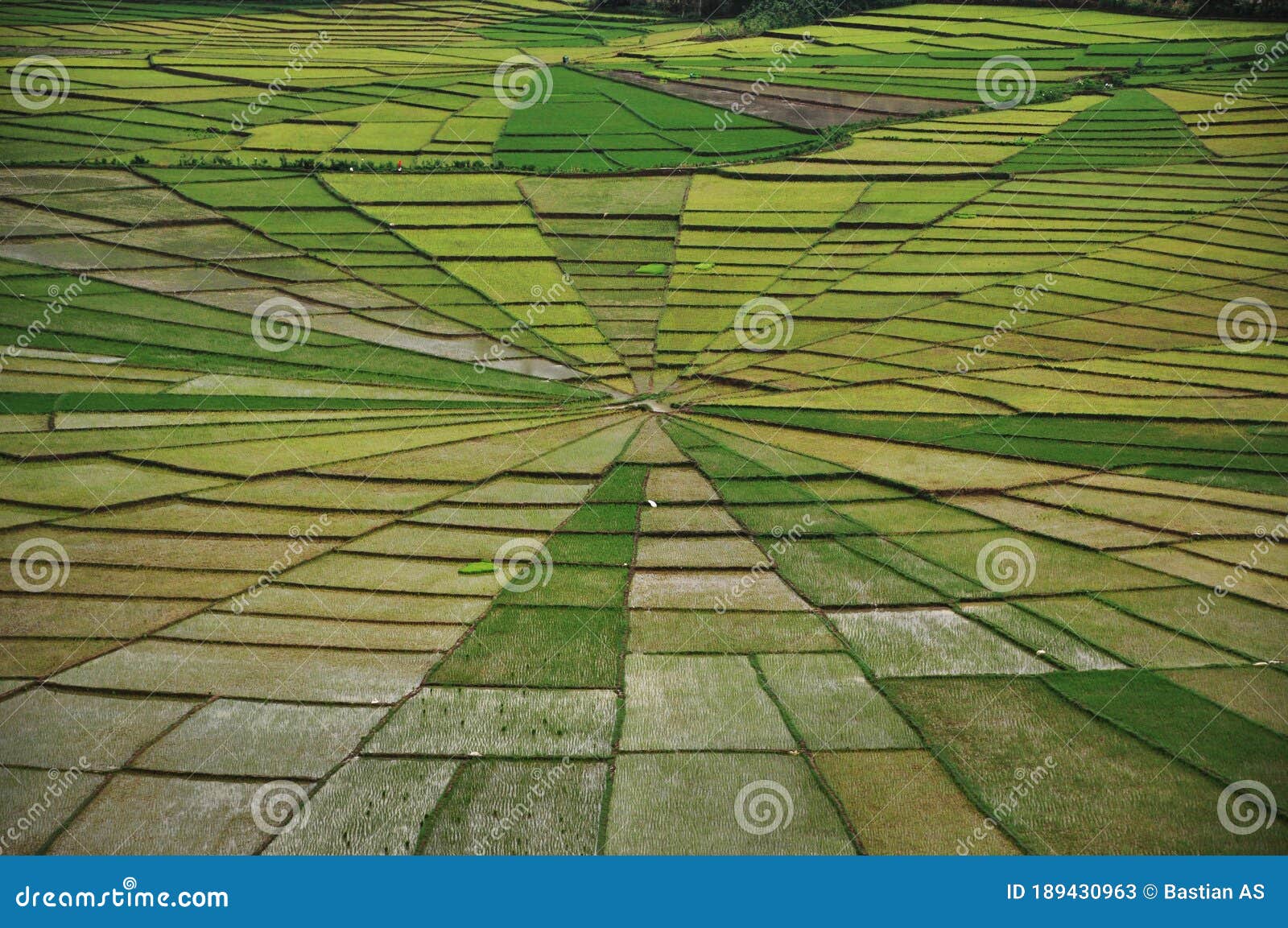 Paddy Fields with Spider Web Shape in Flores Island, Indonesia Stock ...