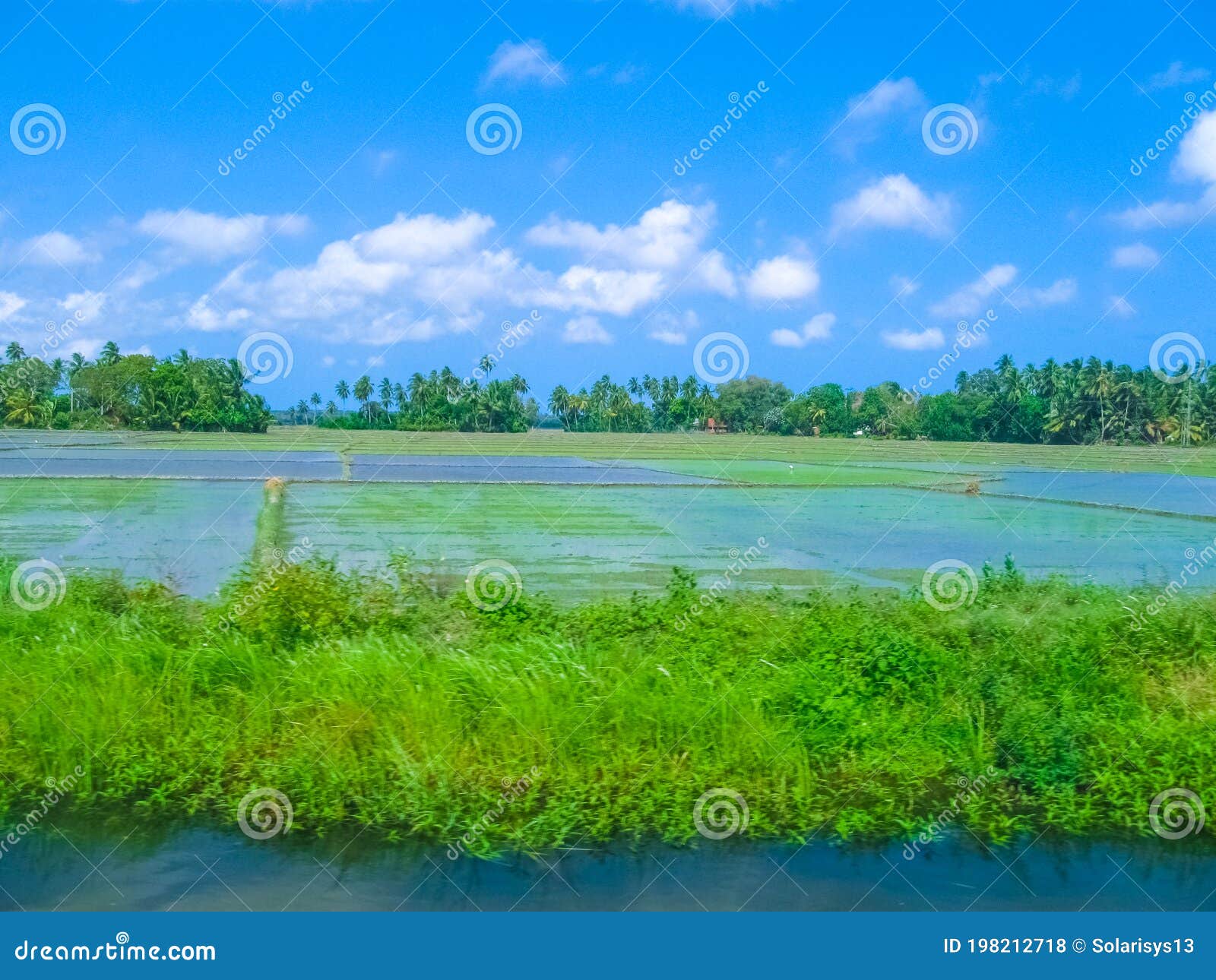 Paddy Fields at Sri Lanka stock photo. Image of harvest - 198212718
