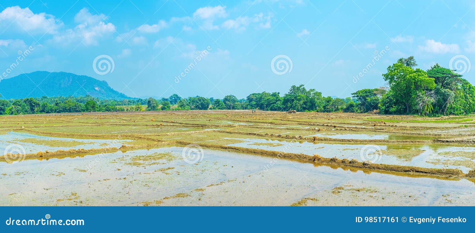 The Paddy Fields in Sri Lanka Stock Image - Image of shrine ...