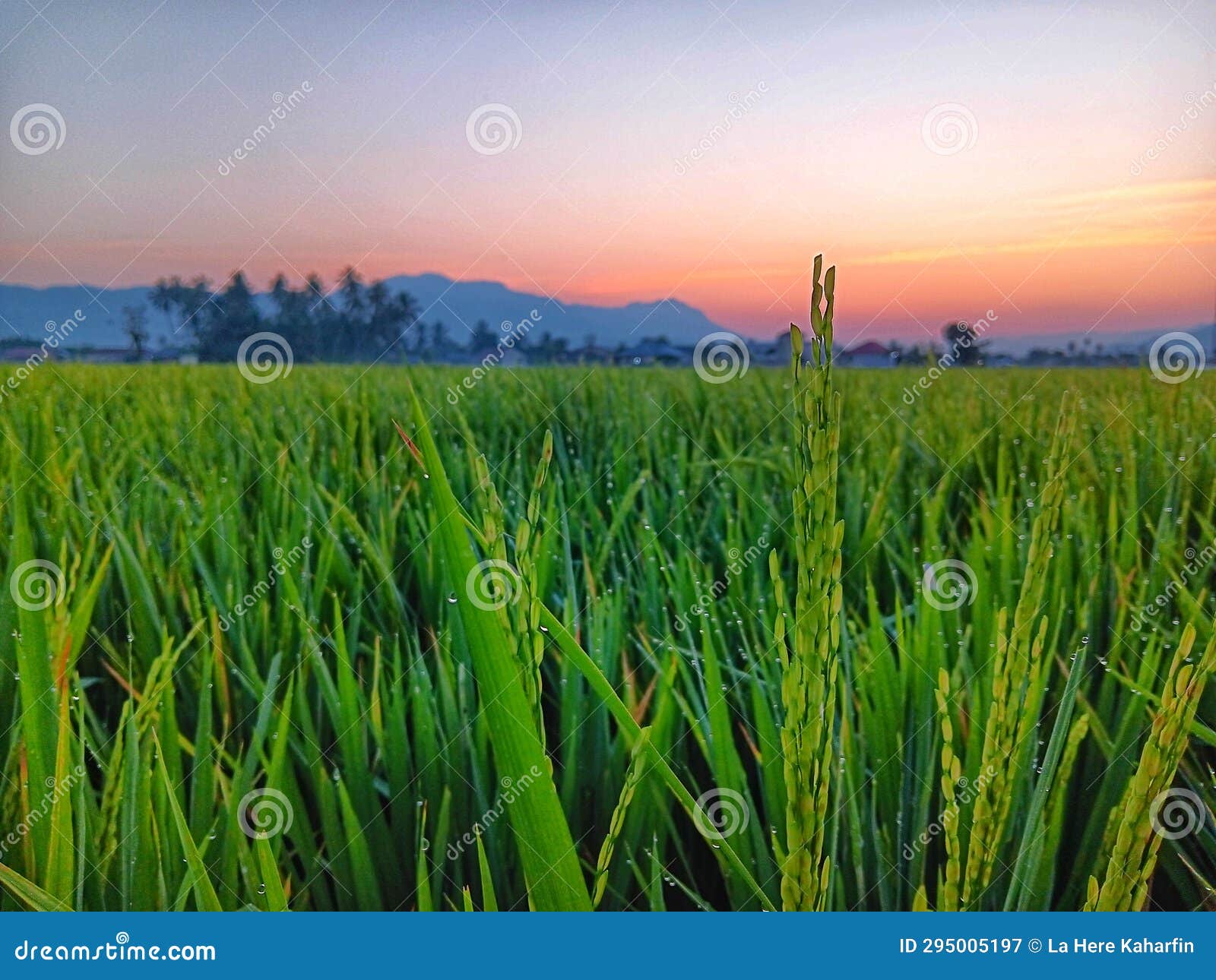 Paddy Fields with Sunrise Landscape Stock Image - Image of farm, summer ...