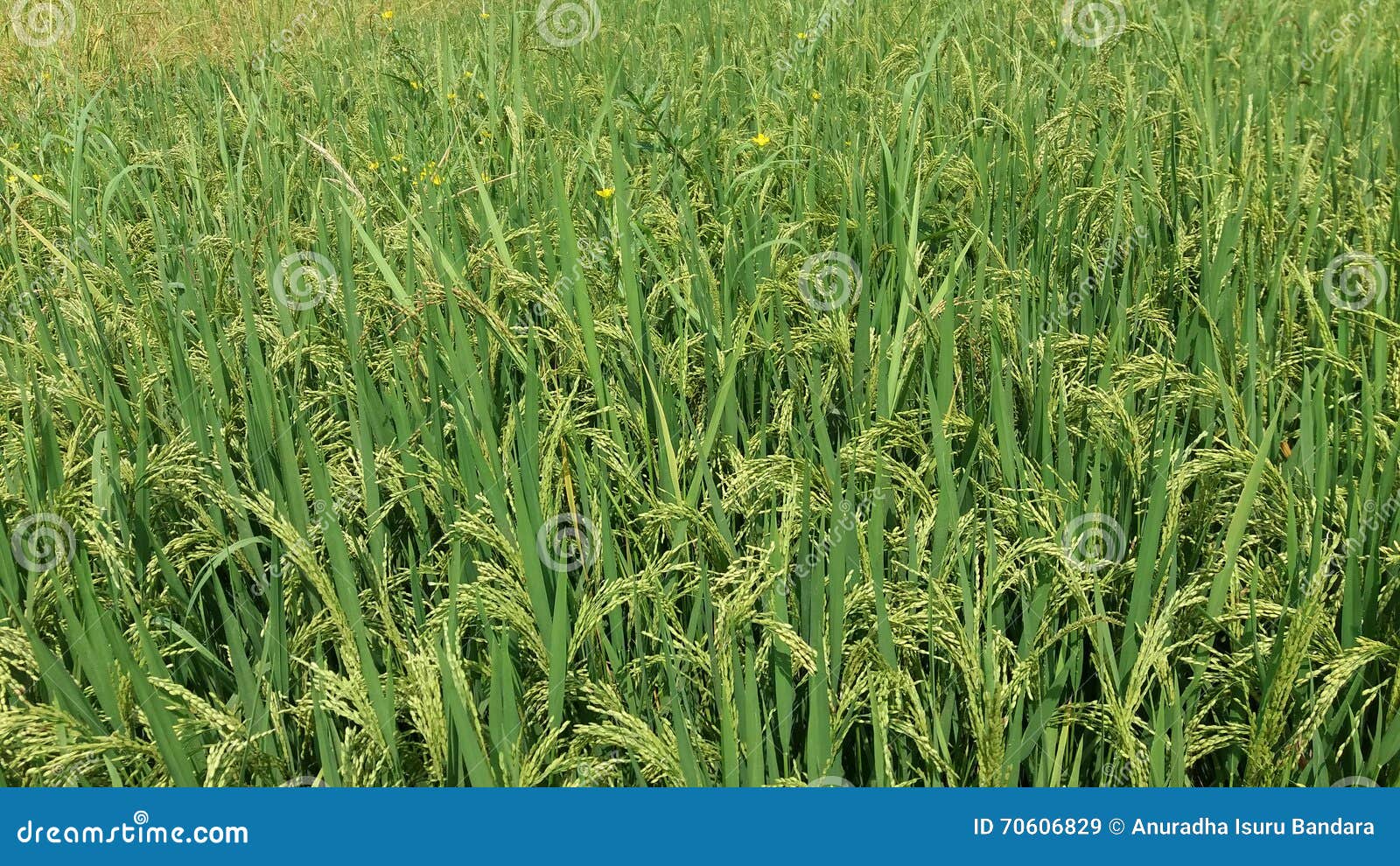 Paddy fields texture stock image. Image of countryside - 70606829