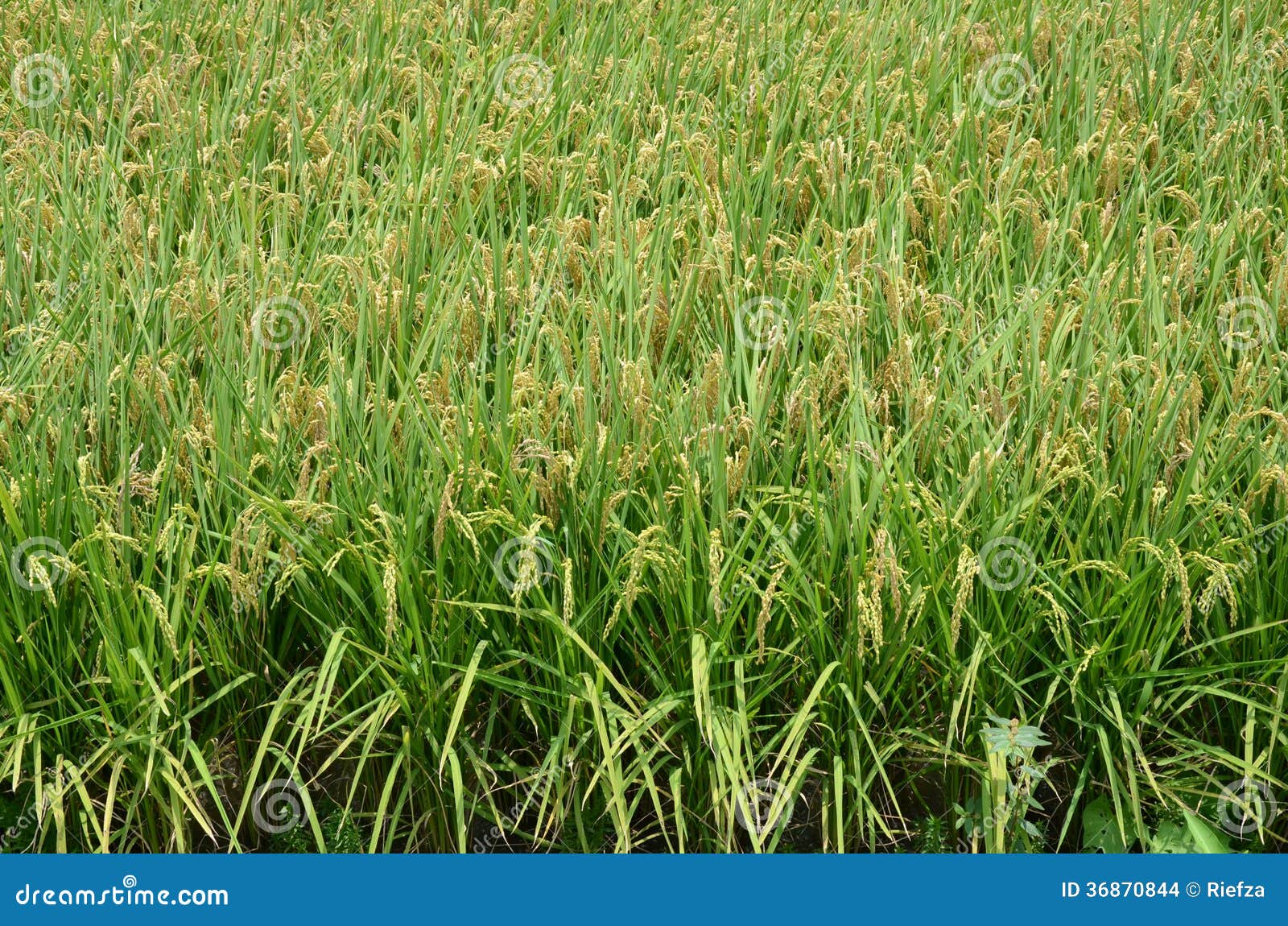 Paddy Filed stockfoto. Bild von feld, bestandteil, betriebe - 36870844