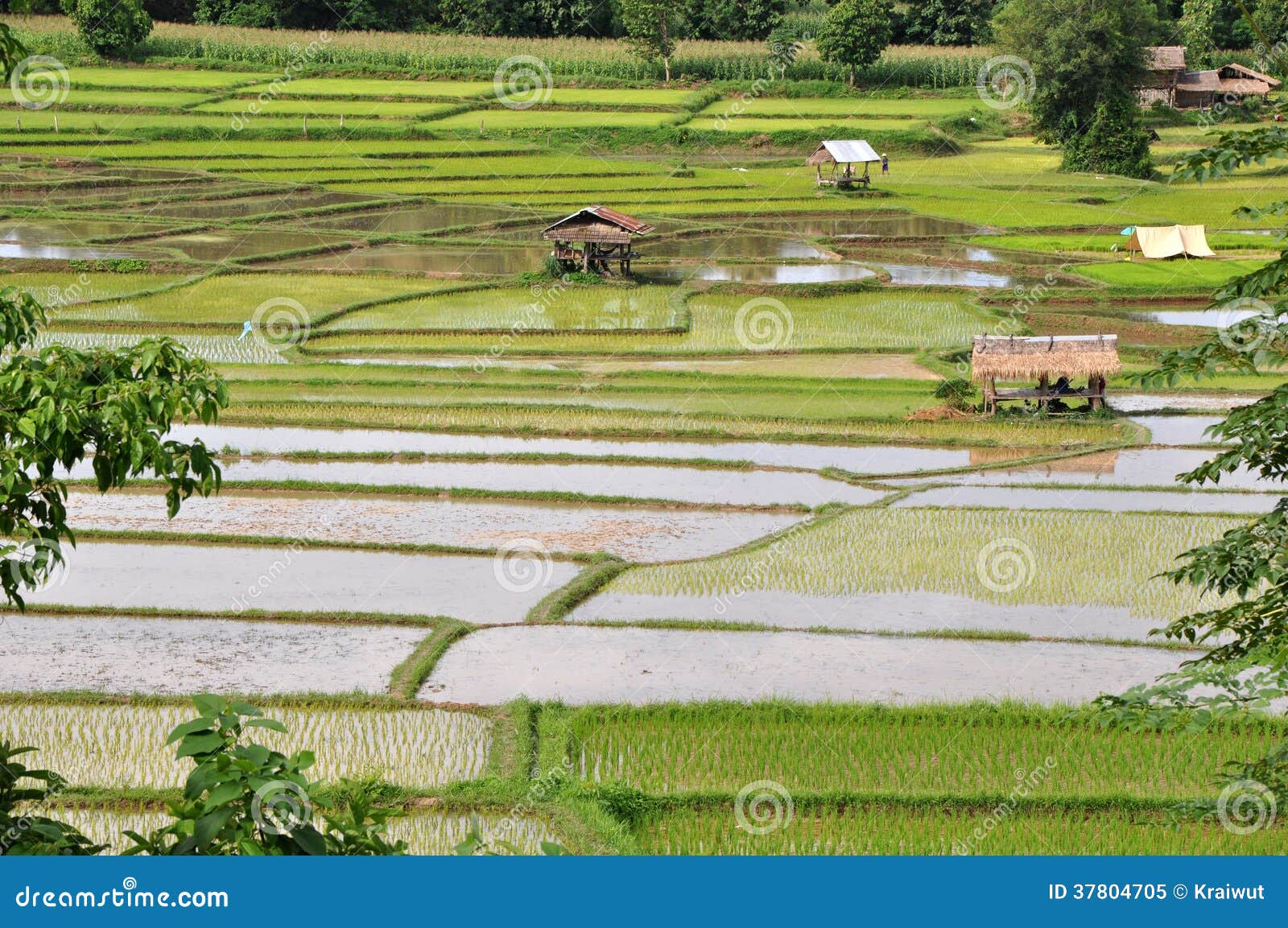 Paddy filed stock image. Image of green, food, seedling - 37804705