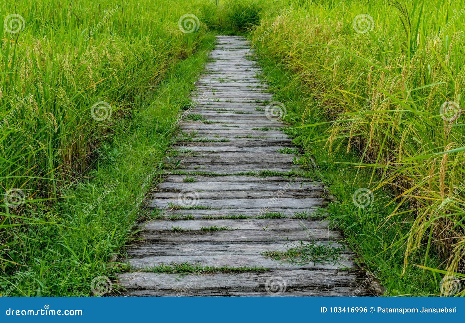 Paddy filed in Thailand stock photo. Image of nature - 103416996