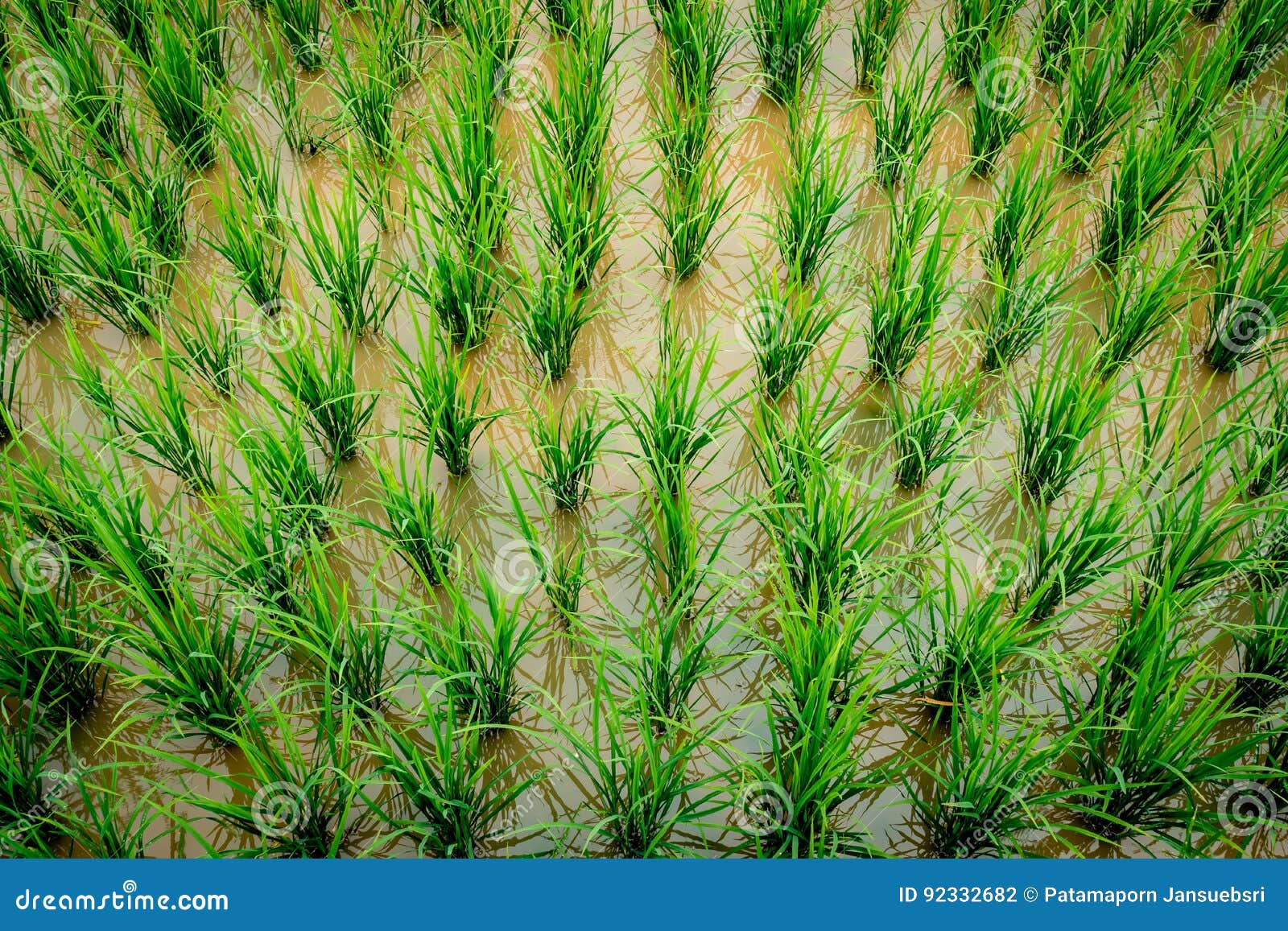 Paddy filed in Thailand stock photo. Image of food, nature - 92332682