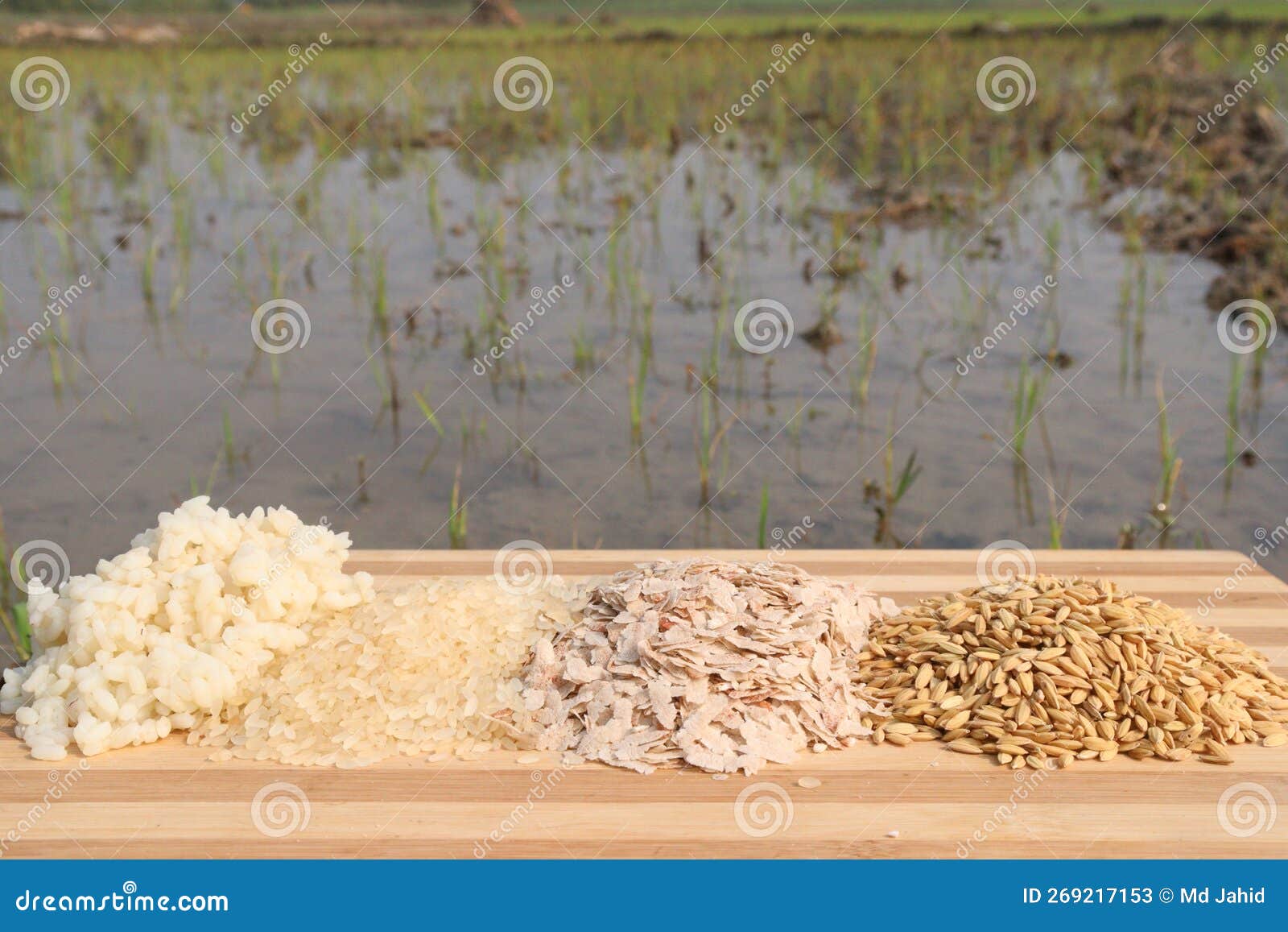 Paddy and Flattened Boiled Dry Rice on Bamboo Table Stock Image - Image ...